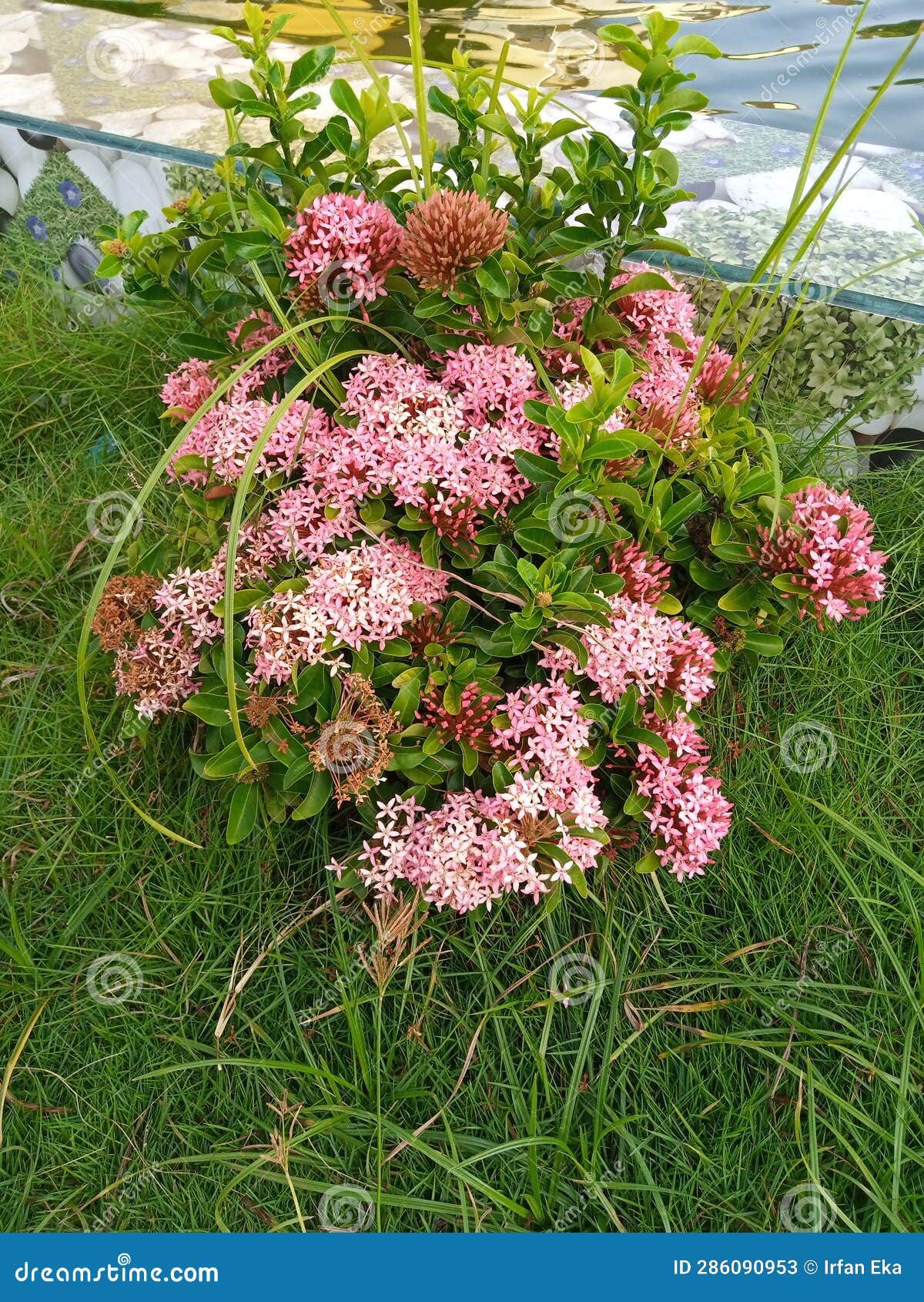 Flower star beautifull red stock image. Image of garden - 286090953