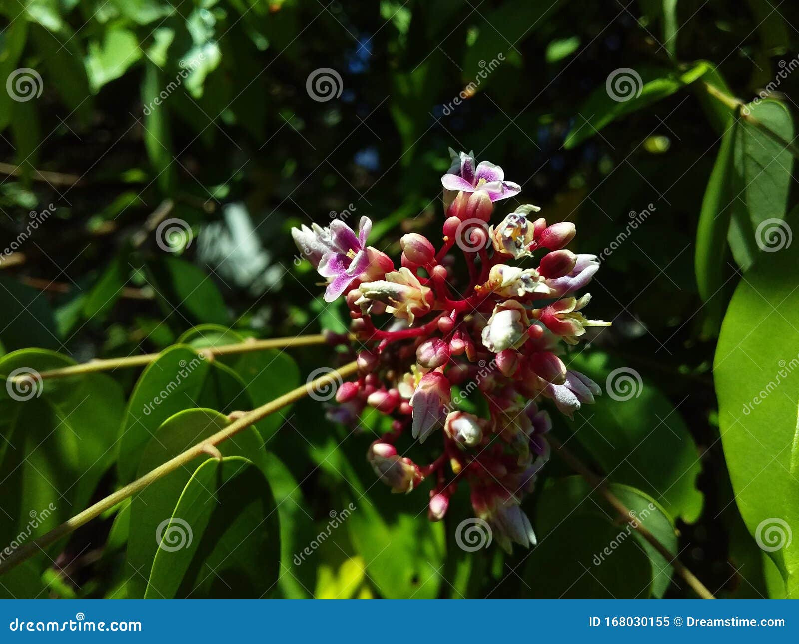Flower of star fruit stock image. Image of nature, flower - 168030155