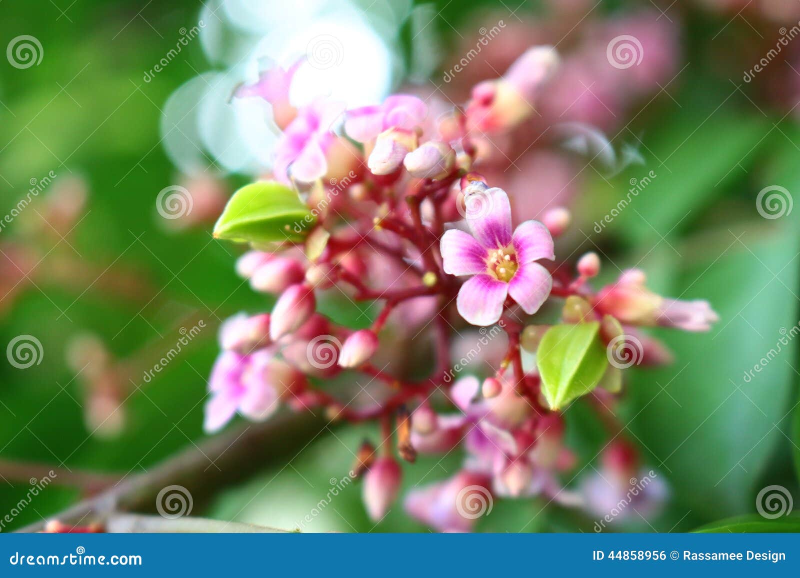 Flower of star fruit stock photo. Image of blossoms, closeup - 44858956
