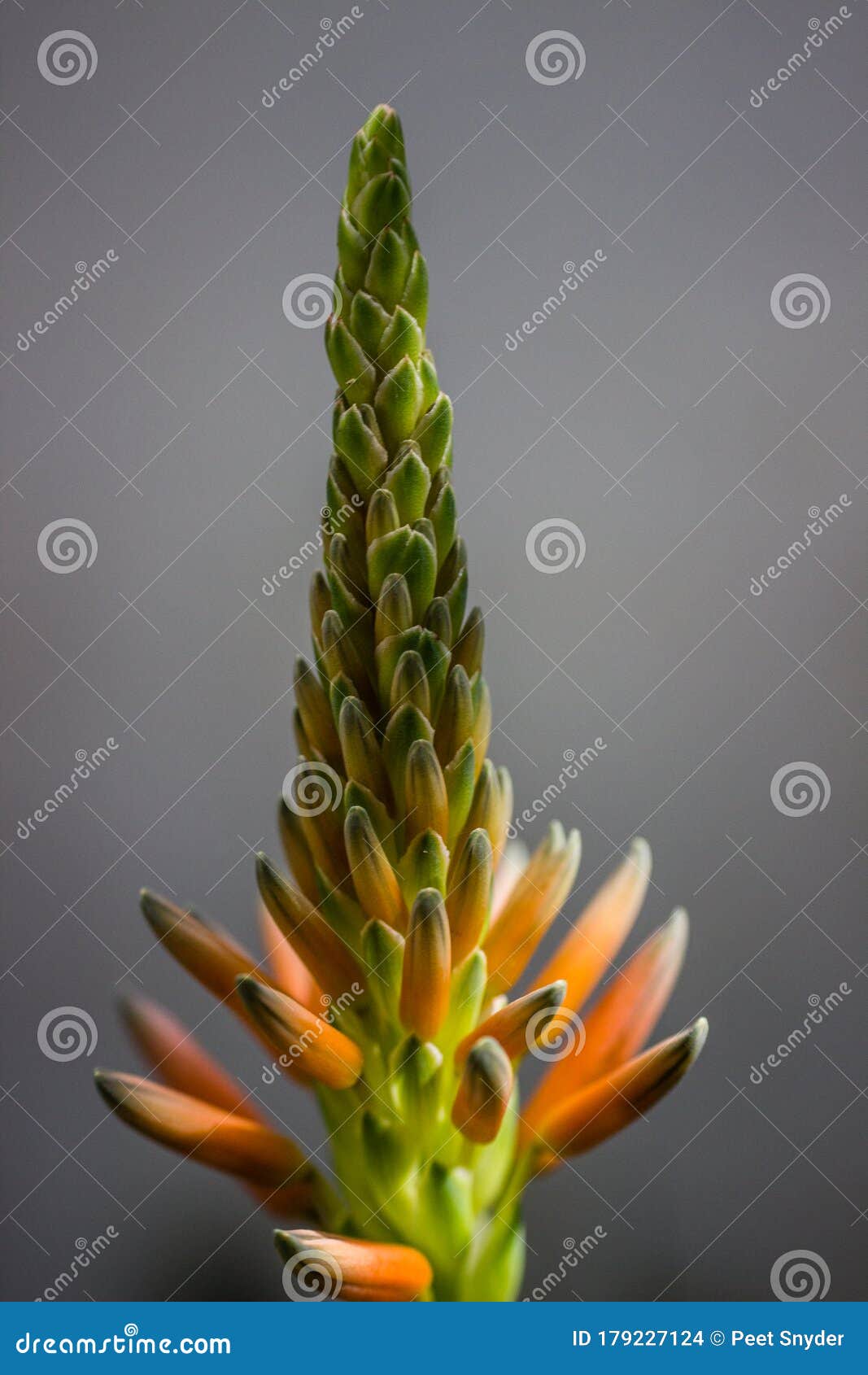 Flower starting to bloom stock photo. Image of herb - 179227124