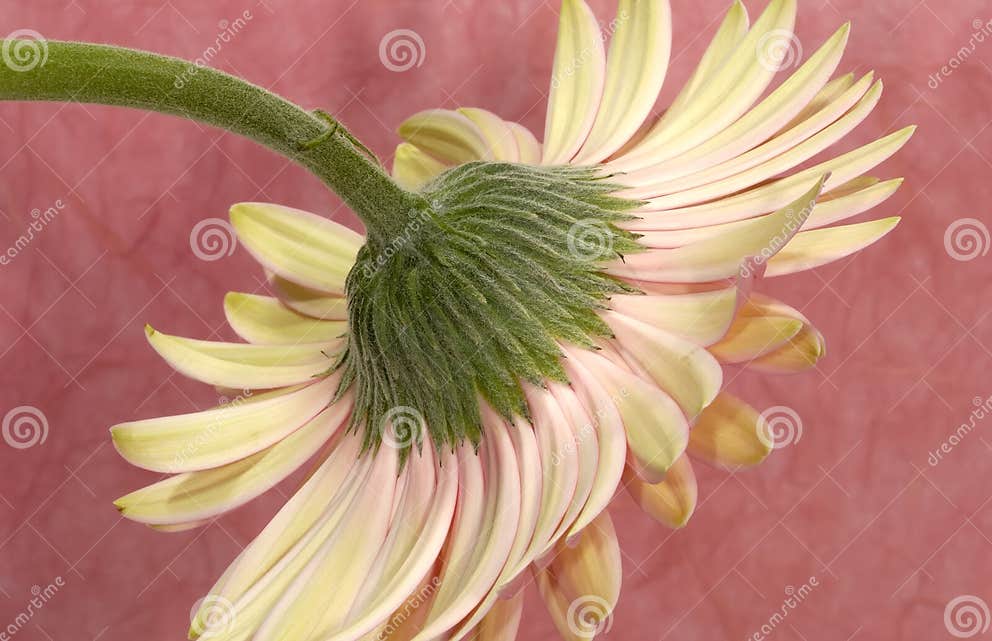 Flower Stem stock photo. Image of detail, horticuture - 1046326