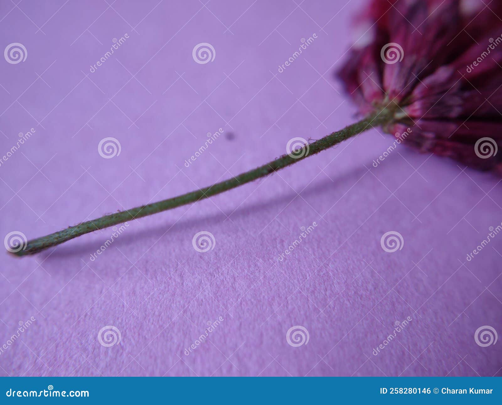 Flower Stem Extreme Close-up with Pink Backdrop Stock Photo - Image of ...