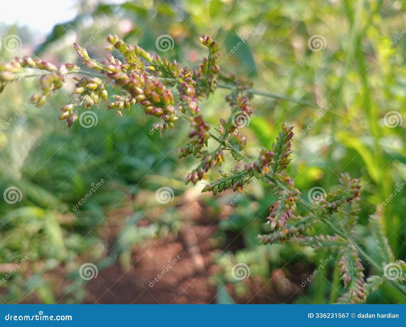 Flower Stem with Green and Red Color Stock Image - Image of tree, leaf ...