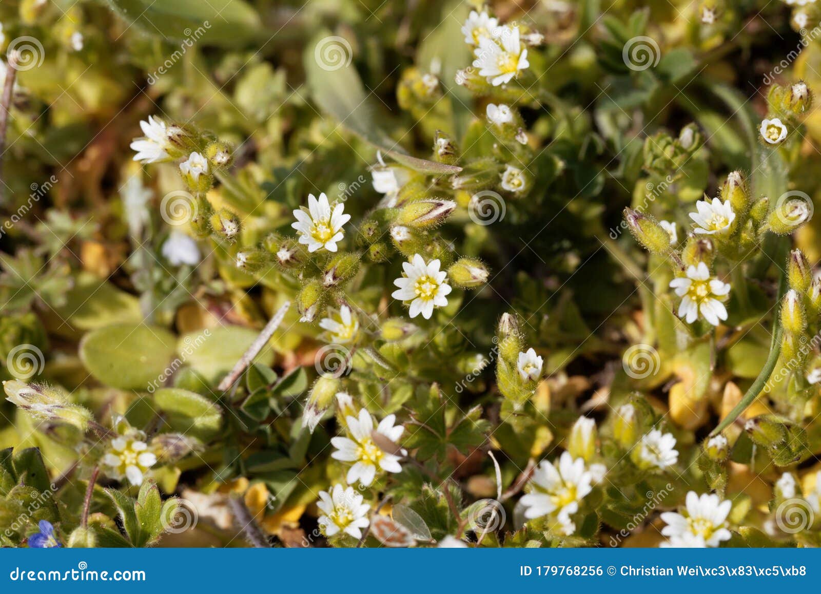 Flower of a Sticky Mouse-ear Chickweed, Glomeratum Stock Photo - Image ...
