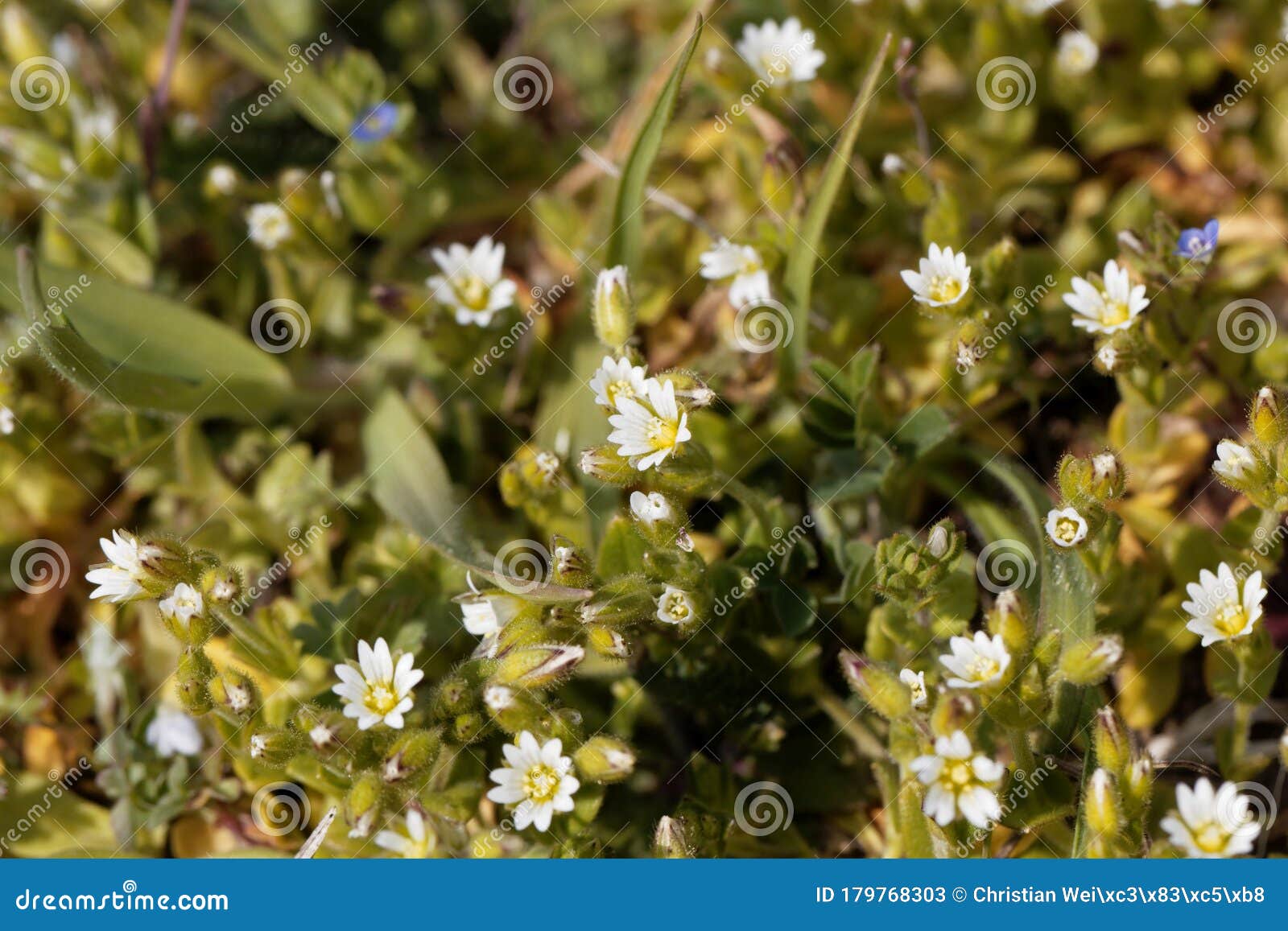 Flower Of Of A Sticky Nightshade, Solanum Sisymbriifolium Royalty-Free ...