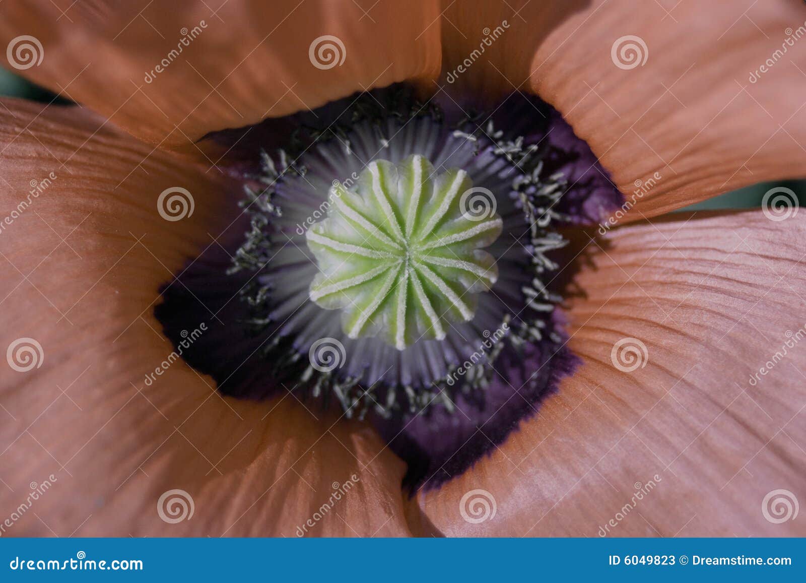 Flower Stigma stock image. Image of botanic, single, background - 6049823