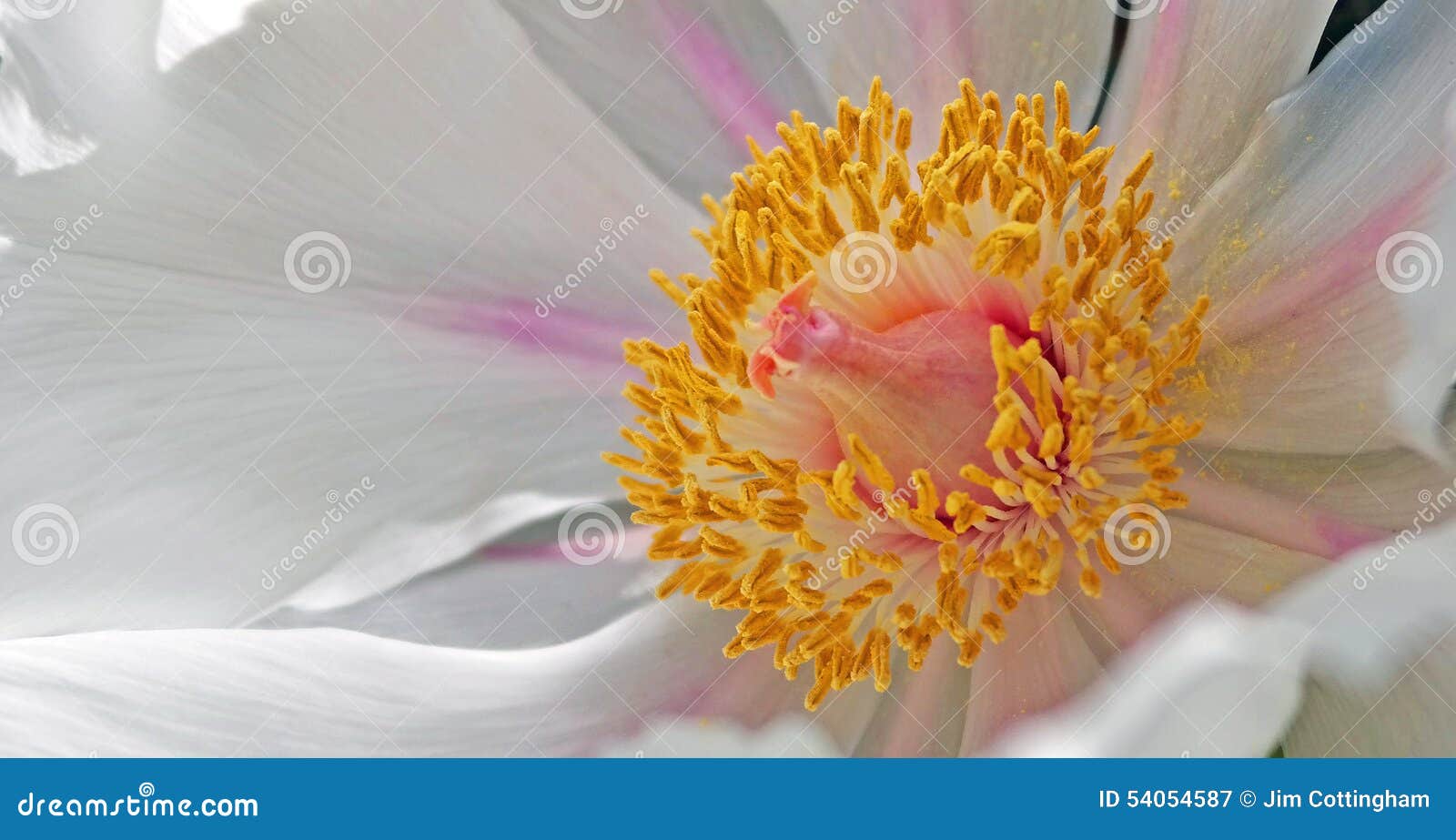 Flower Stigma and Anthers - Macro Stock Image - Image of beauty, bloom ...