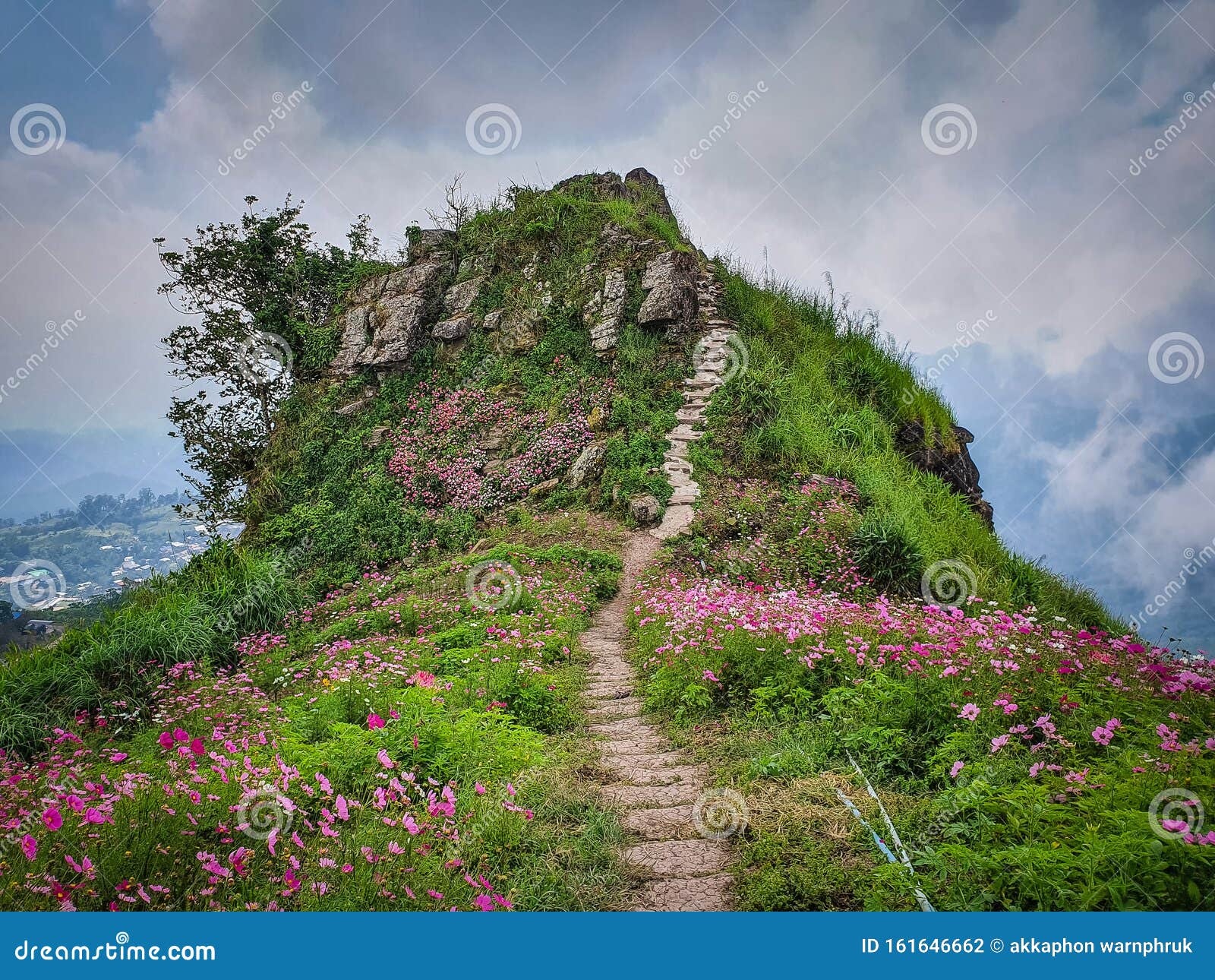 Flower stock photo. Image of flower, tree, mound, stone - 161646662