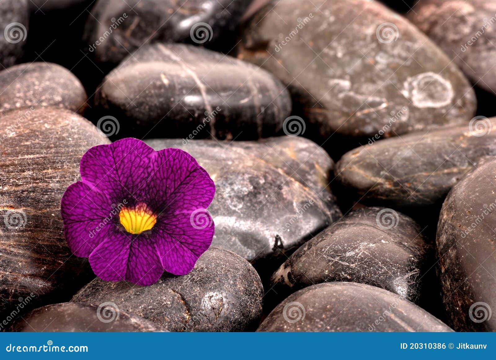 Flower and stones stock photo. Image of color, garden - 20310386