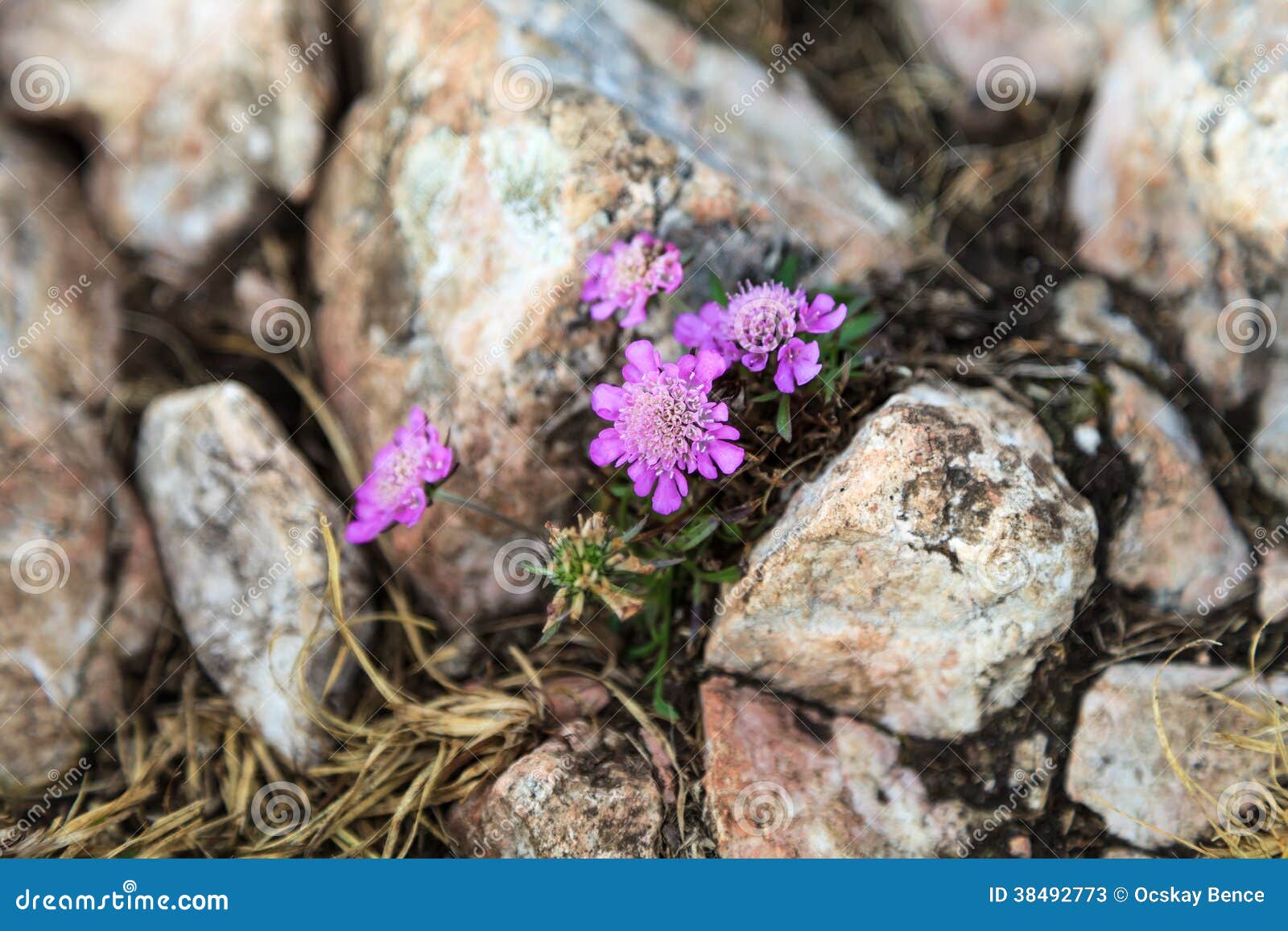 Flower between the stones stock image. Image of floral - 38492773