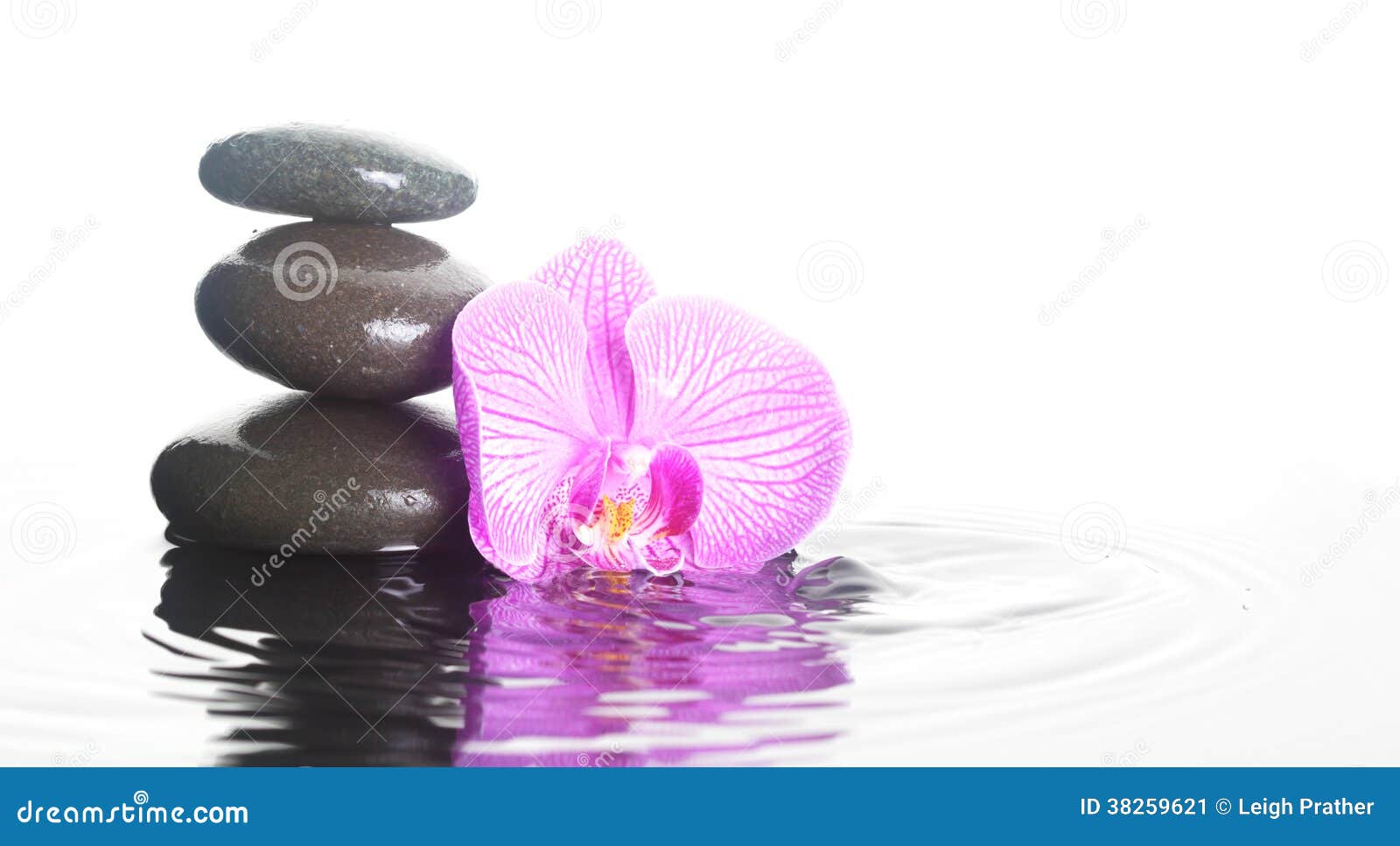 Flower and stones in water stock image. Image of harmony - 38259621