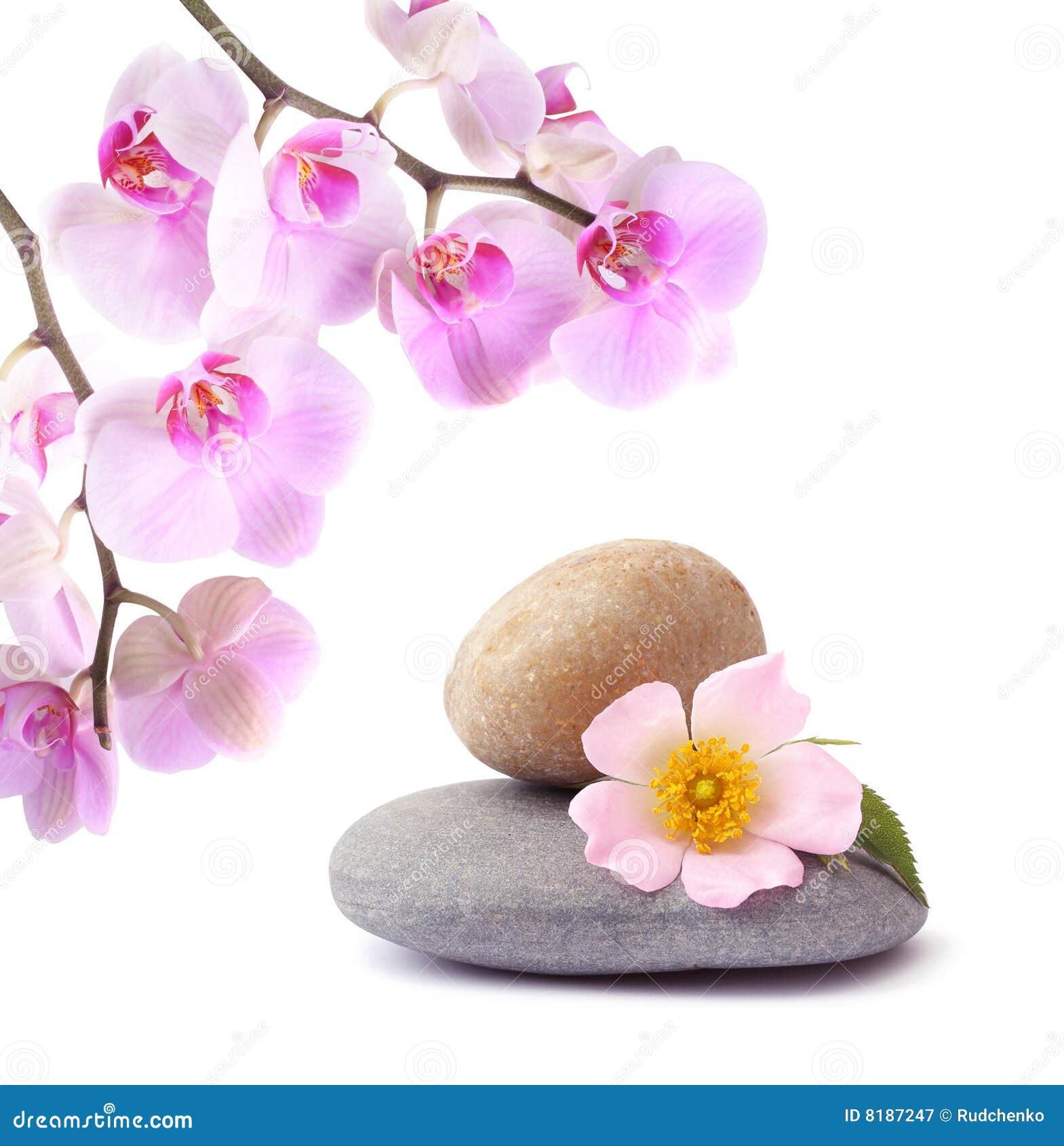 Flower and Stones on a White Isolated Backg Stock Image - Image of ...