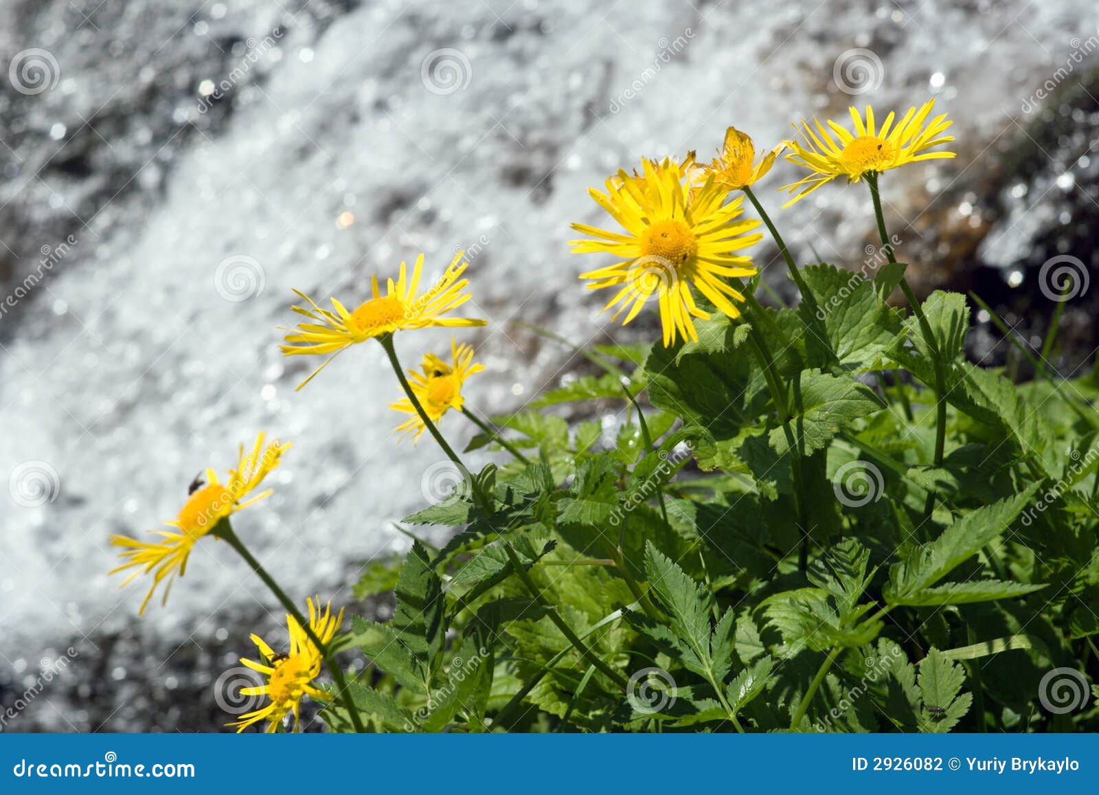 Flower and stream stock photo. Image of nature, floral - 2926082