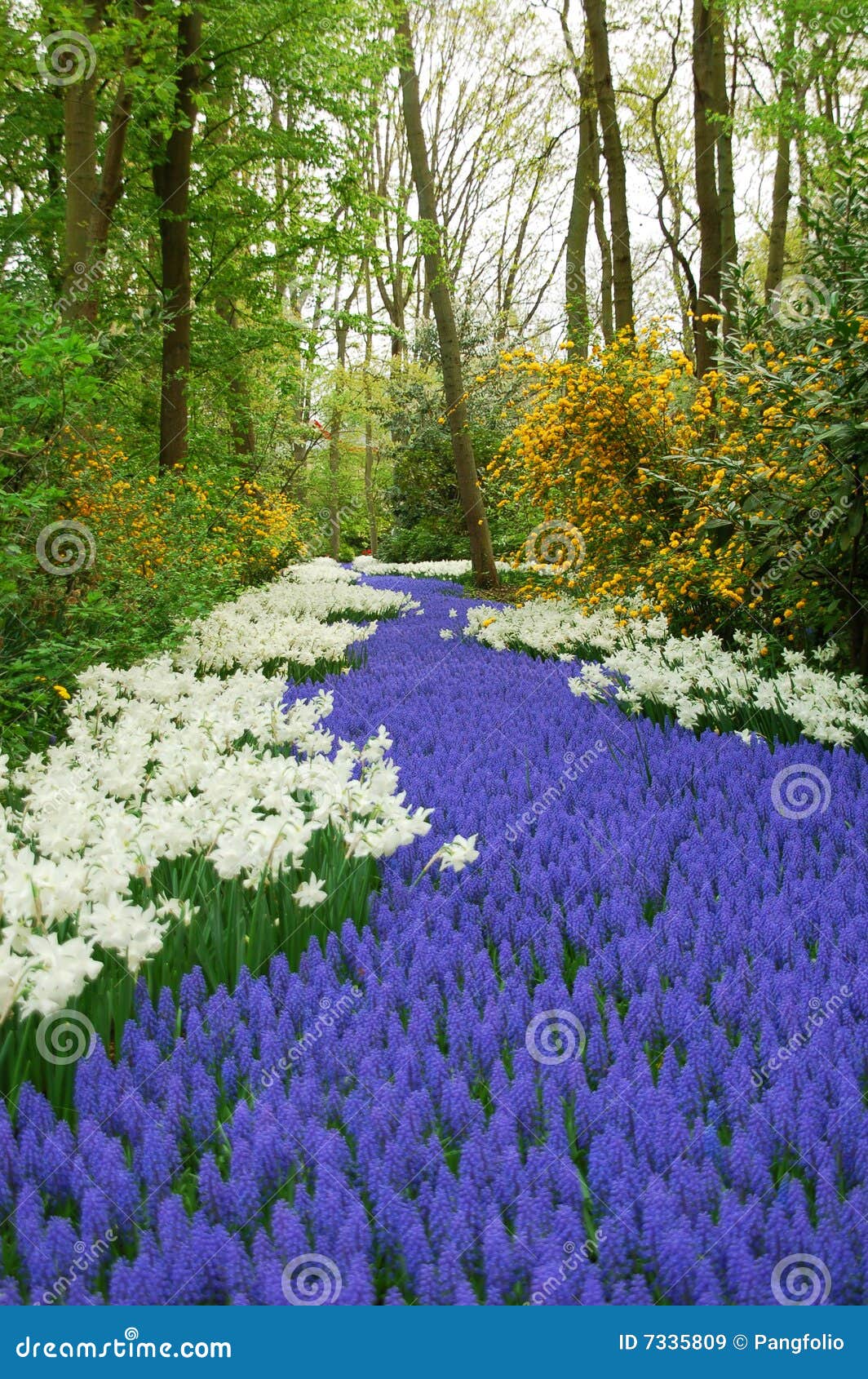 Flower stream stock image. Image of nature, purple, keukenhof - 7335809