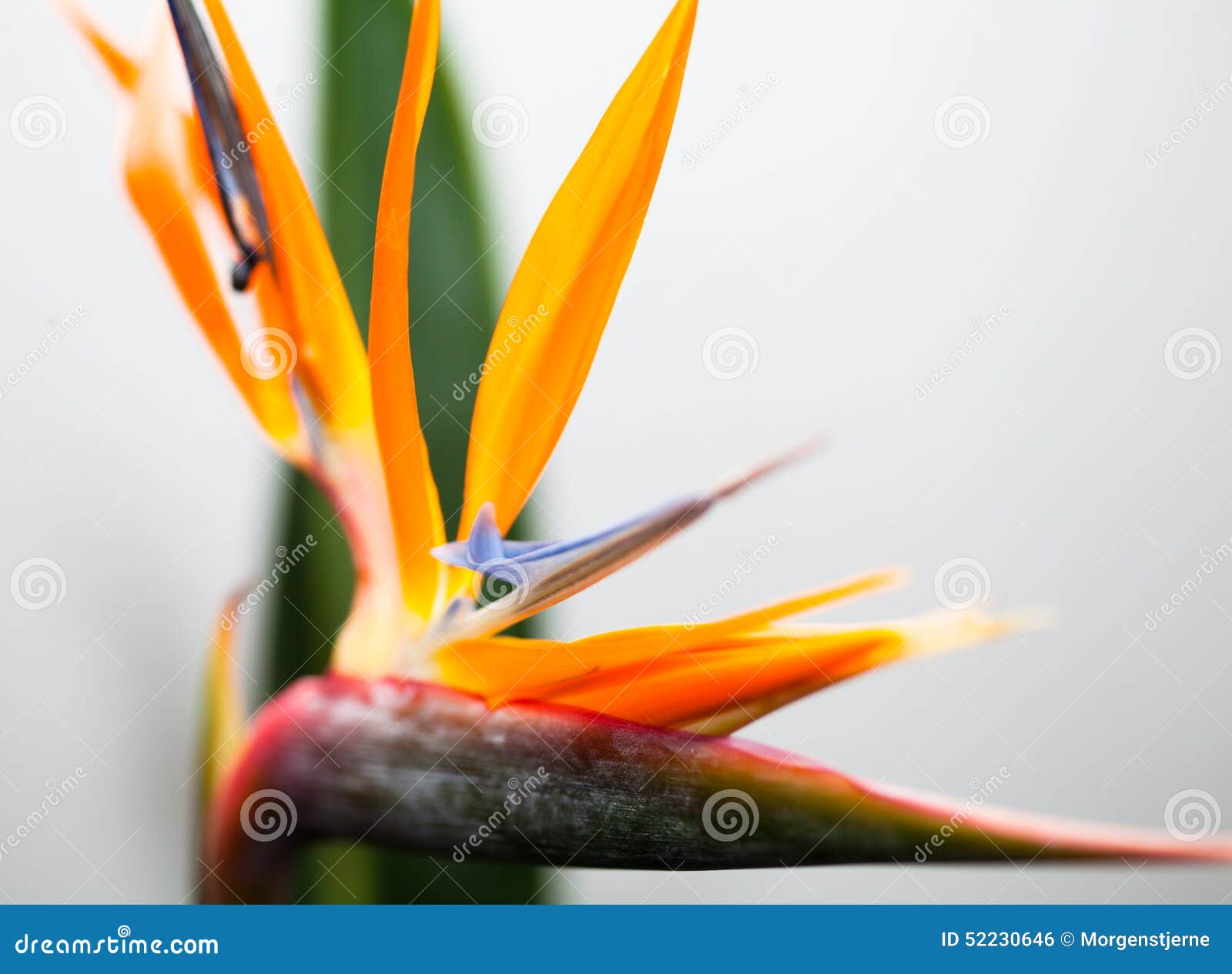 Flower Strelitzia stock photo. Image of multi, blossom - 52230646