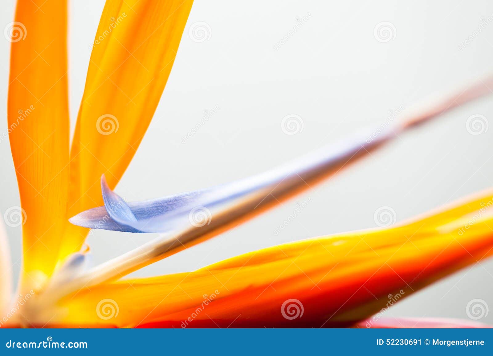 Flower Strelitzia stock image. Image of growth, green - 52230691