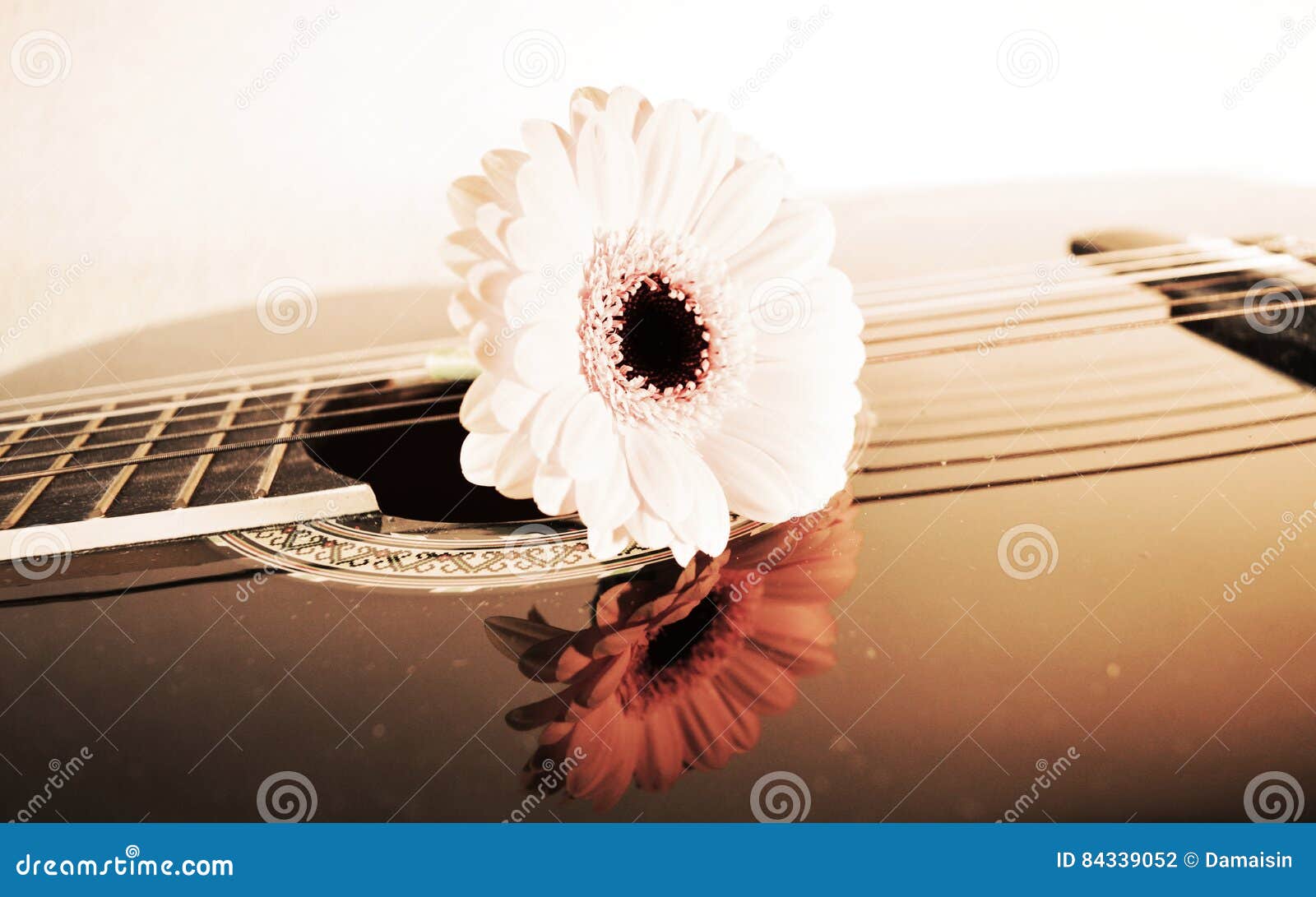 Flower on Strings, Close-up Stock Photo - Image of guitar ...