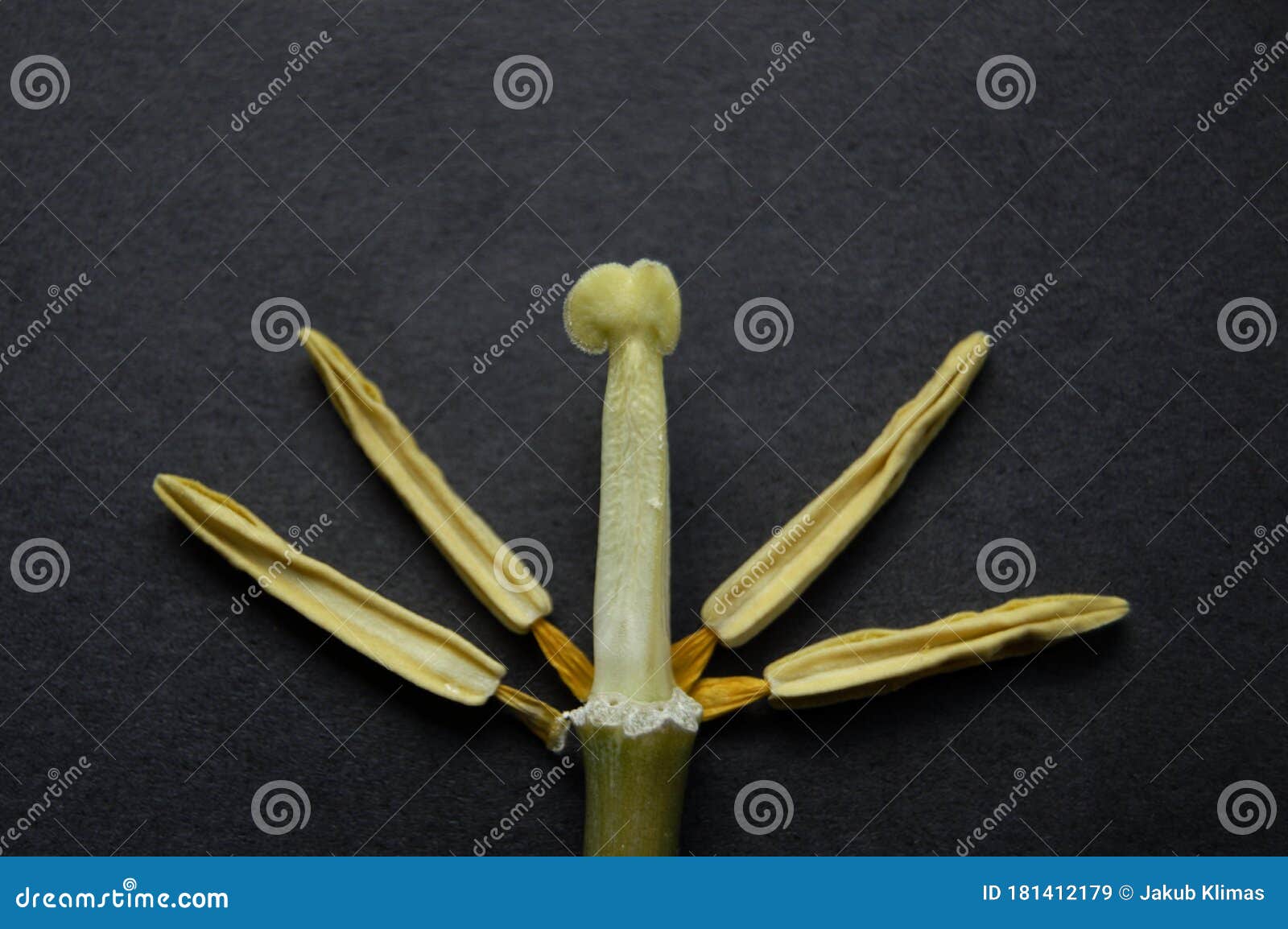 Flower Structure, Perianth of Tulip on Black Background Stock Image ...