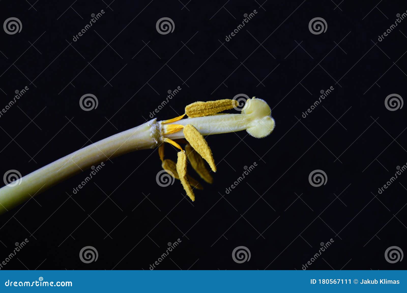 Flower Structure, Perianth of Tulip Stock Image - Image of floral ...