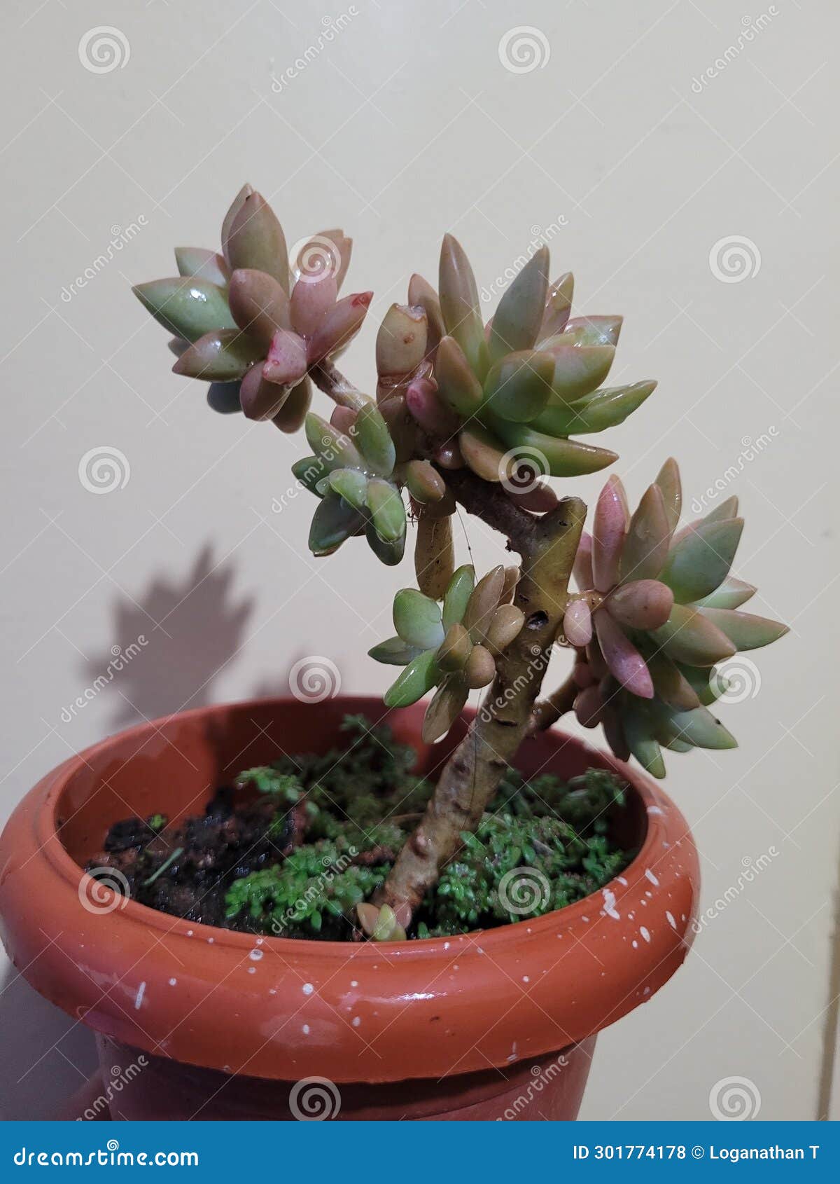 Tree Structure With Leaves Isolated On White Background Royalty-Free ...