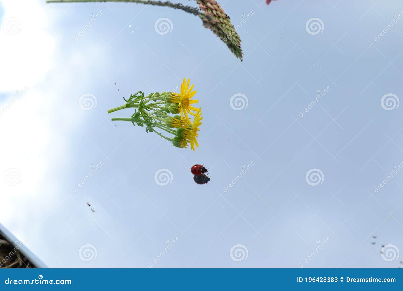 Flower Summer Sky Ladybug Mirror Stock Image - Image of nature, flowers ...