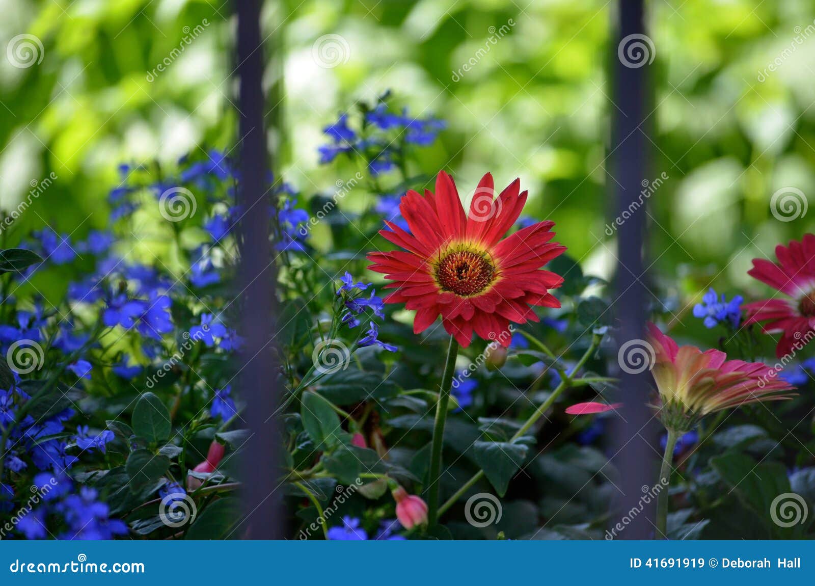 Flower in summer time stock image. Image of garden, green - 41691919