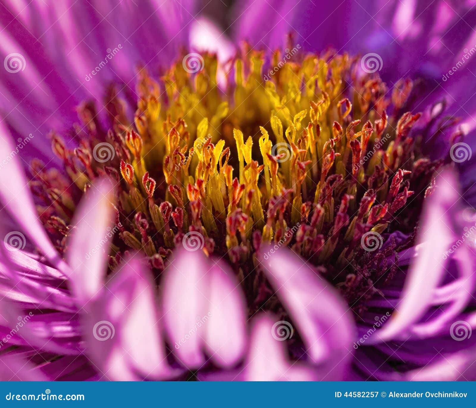 Flower in sun beams stock image. Image of hope, nature - 44582257