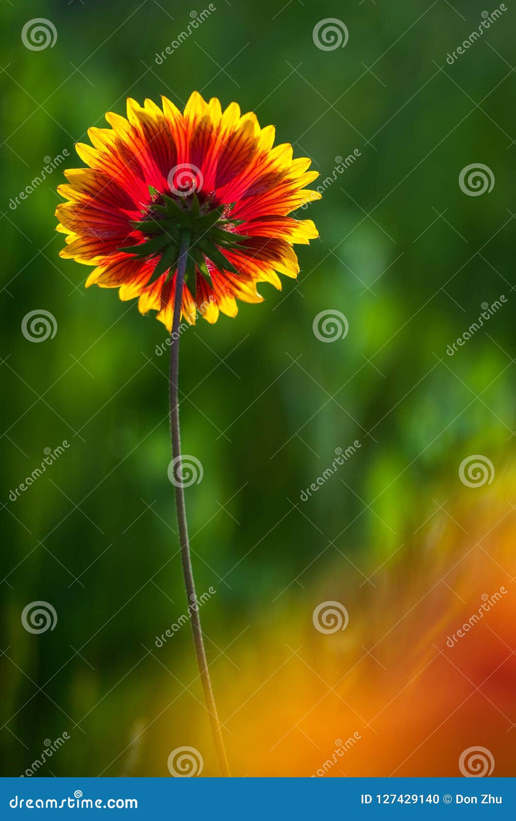 Flower through the Sun Light Stock Photo - Image of backlight, green ...