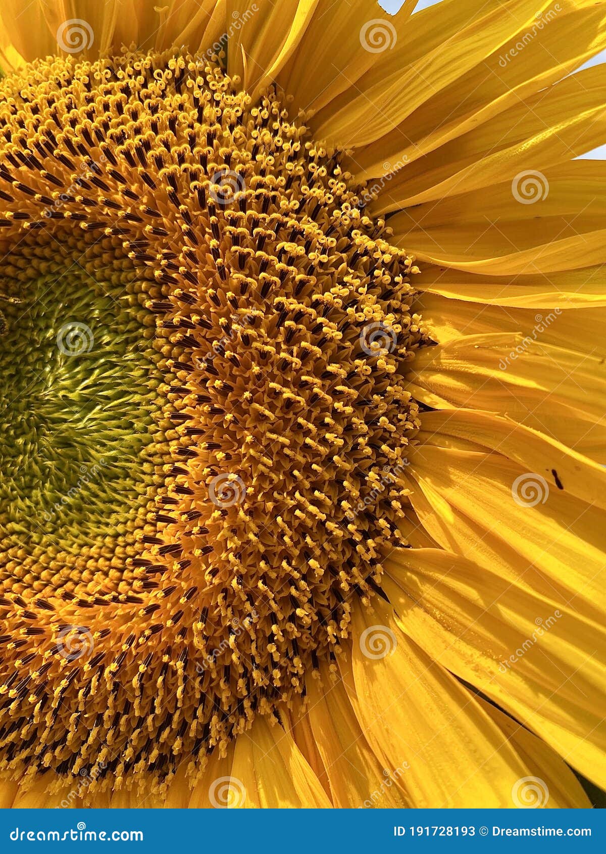 The flower of sun stock image. Image of realise, earth - 191728193