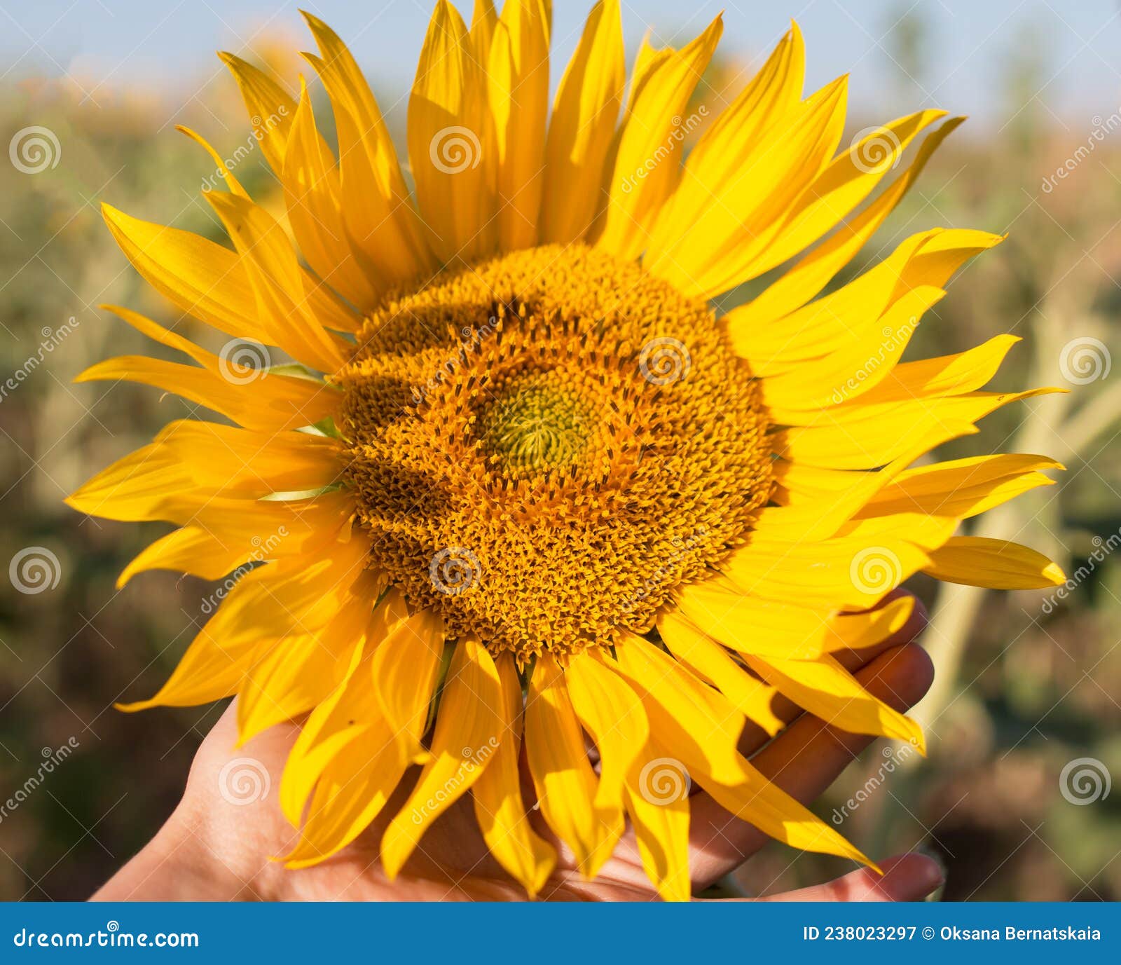 Flower of Sunflower in Hand Stock Image - Image of yellow, flower ...