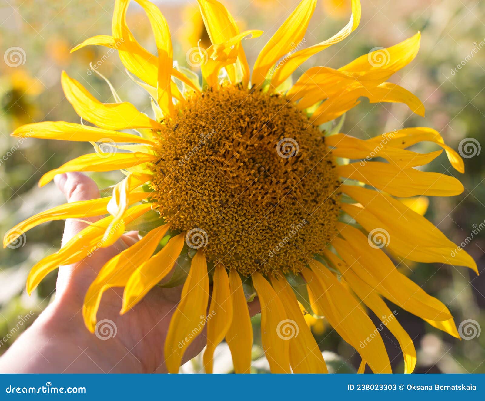 Flower of Sunflower in Hand Stock Image - Image of sunflower, green ...