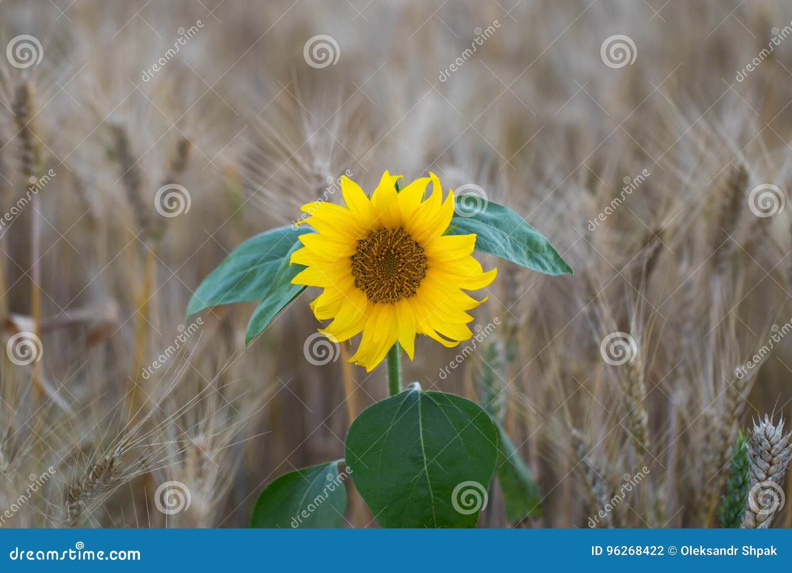 Flower of Sunflower in a Field of Wheat Stock Photo - Image of ...