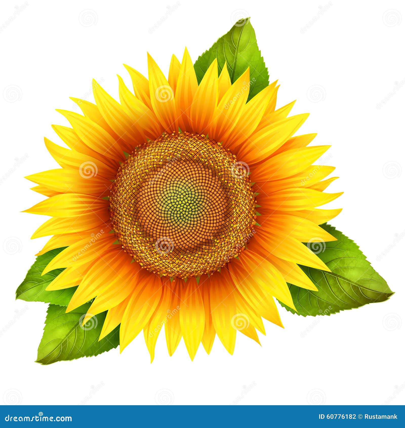 Flower of Sunflower with Leaves Stock Vector - Illustration of ...