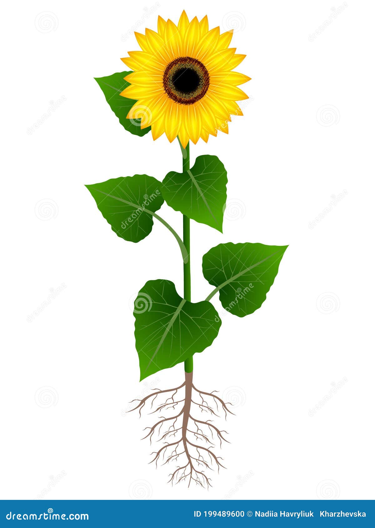 Flower Plant With Roots