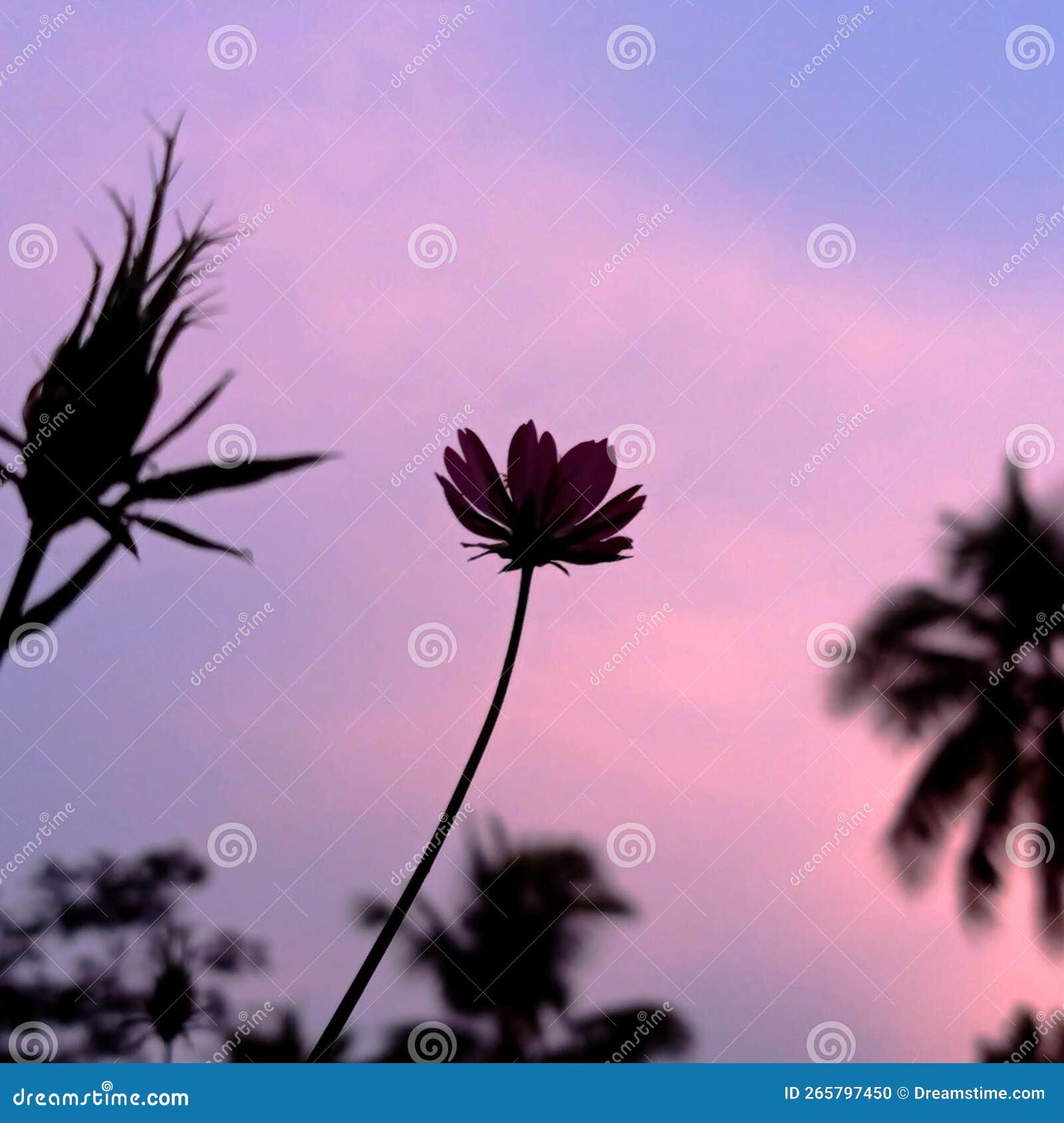 The Flower when the Sunrise. Stock Photo - Image of branch, flower ...