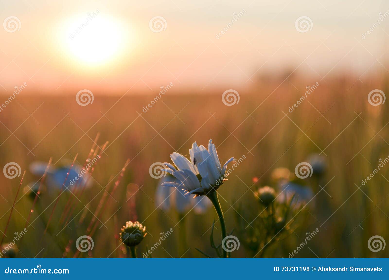 Flower at sunrise stock photo. Image of window, field - 73731198