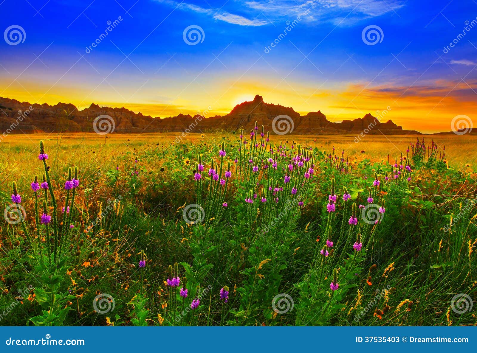 Flower and sunset stock image. Image of detail, sunset - 37535403