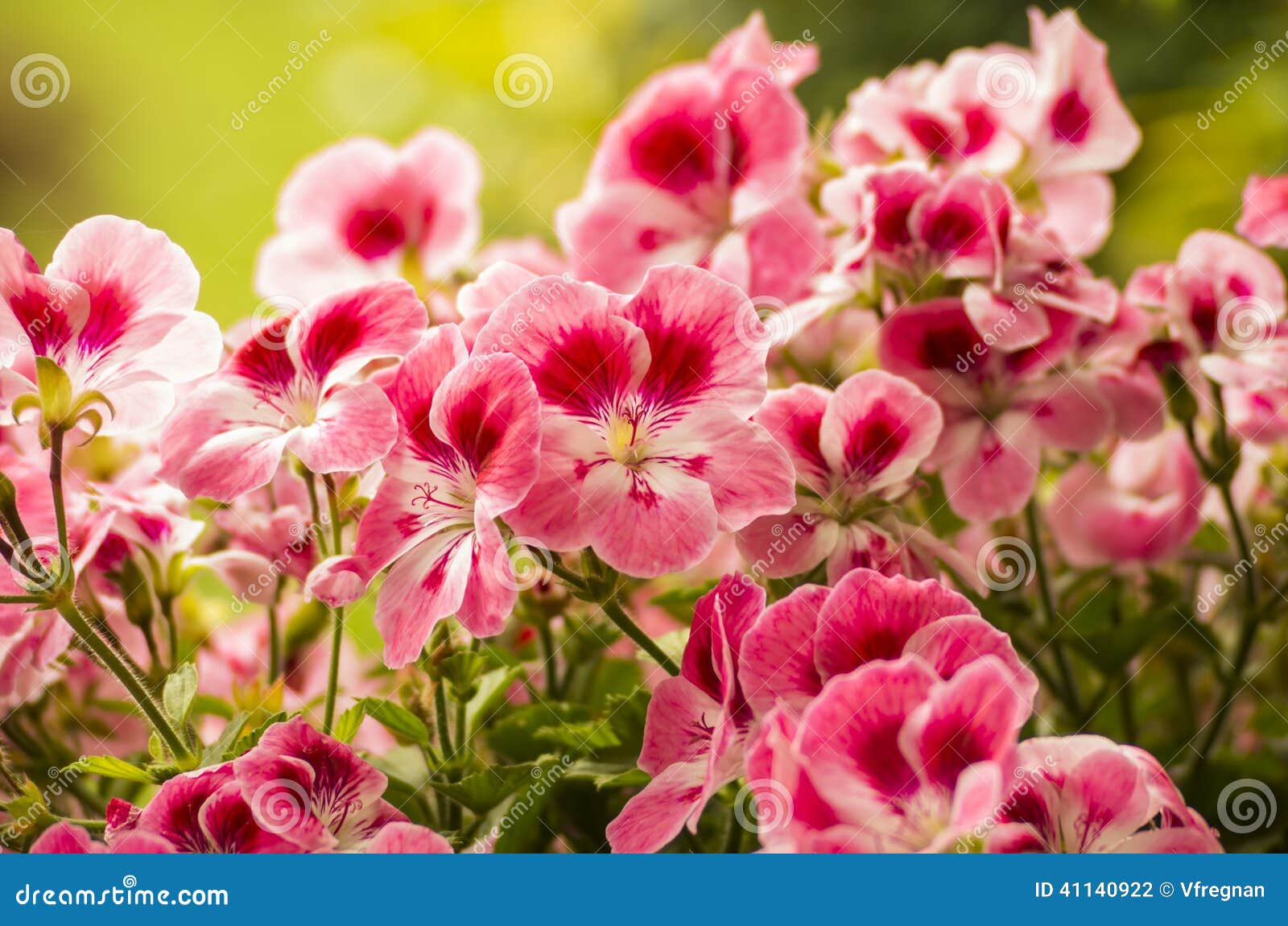 Flower stock photo. Image of nature, field, design, outdoor - 41140922