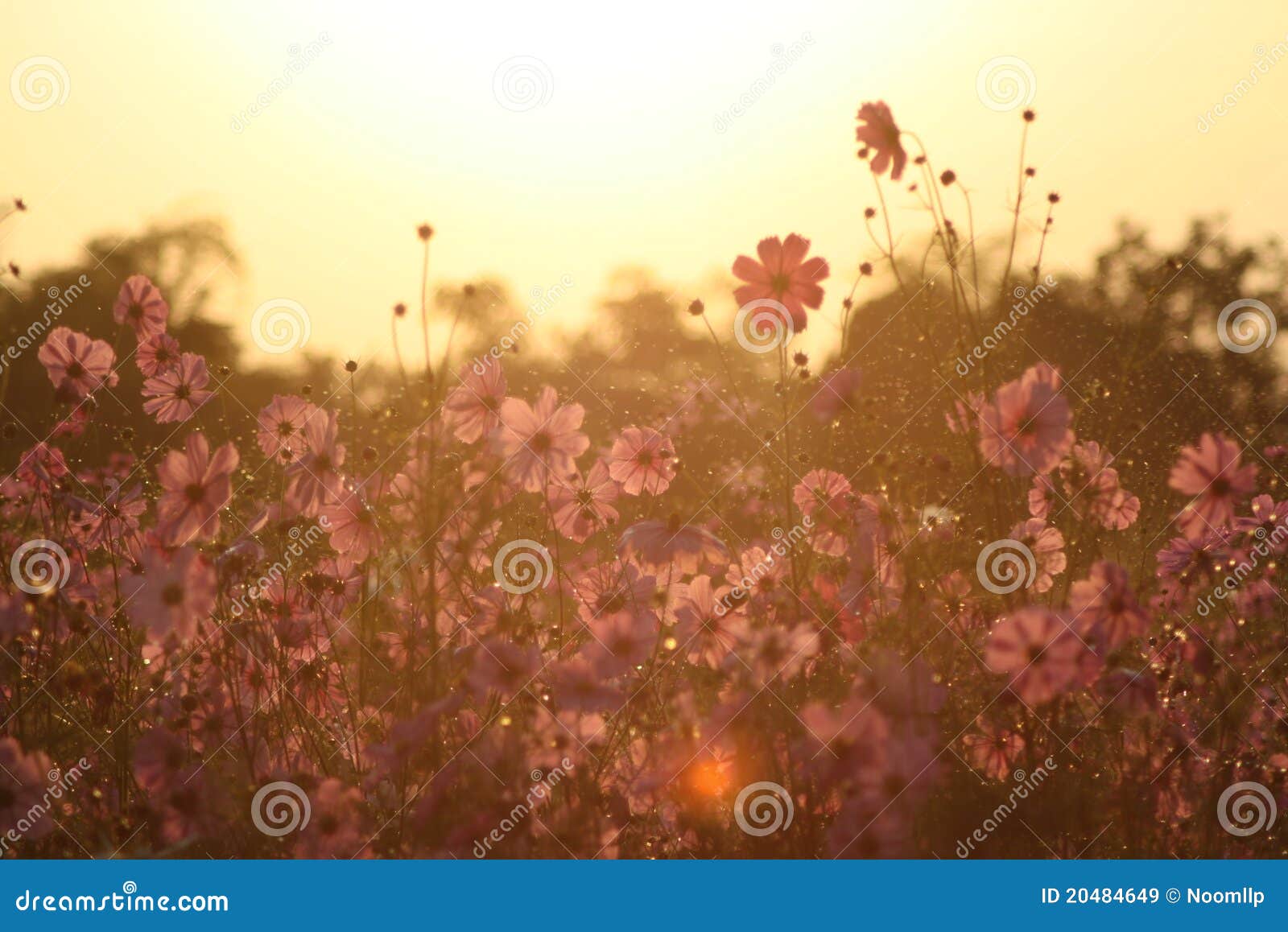 Flower Sunset in the Garden Stock Image - Image of garden, travel: 20484649
