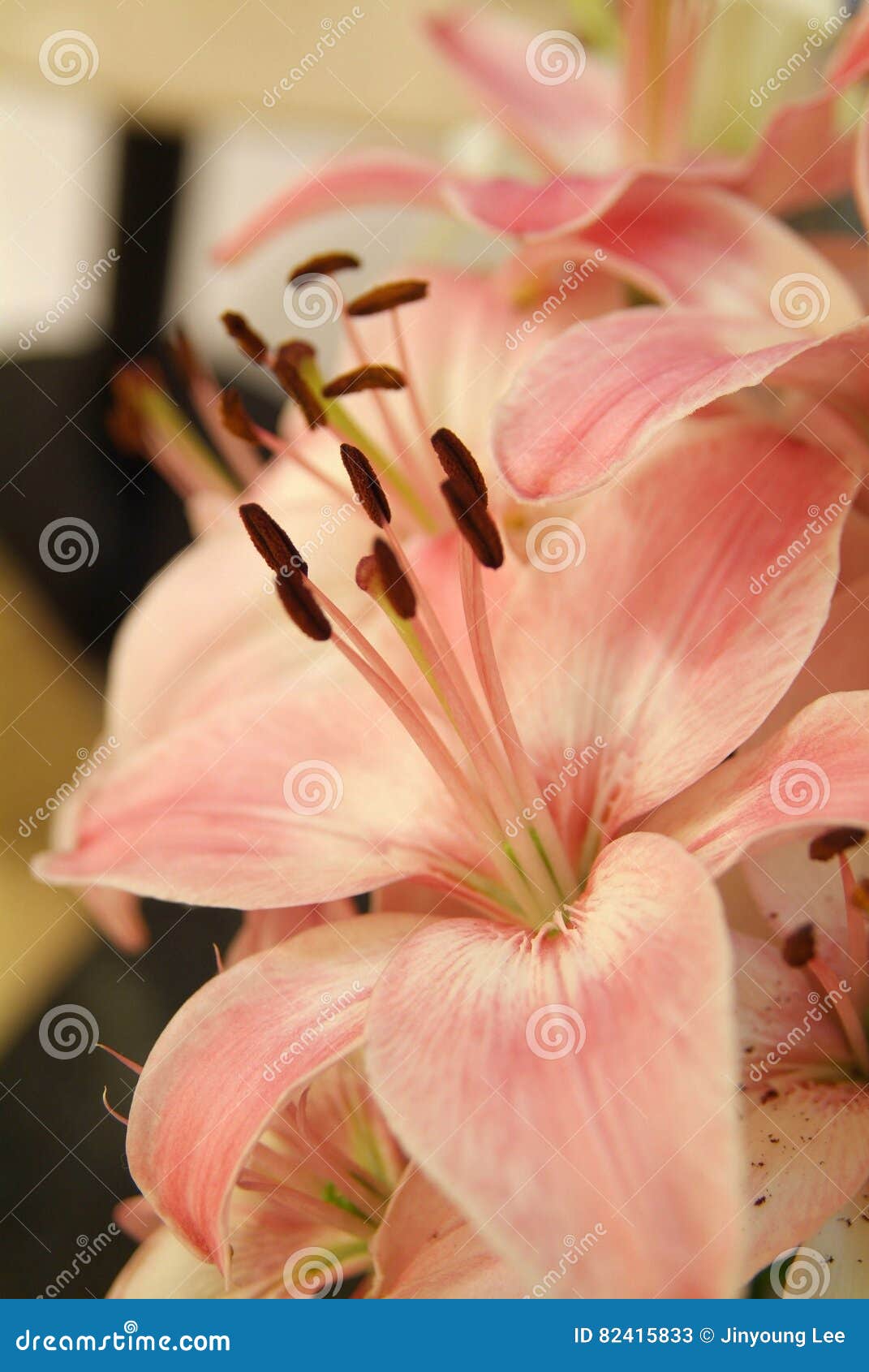Flower stock image. Image of pink, flora, lily, surgery - 82415833