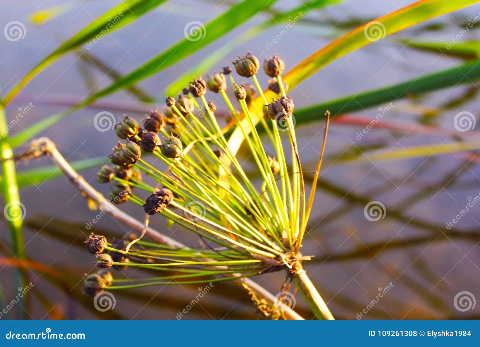 Flower in the swamp stock photo. Image of aquatic, beautiful - 109261308
