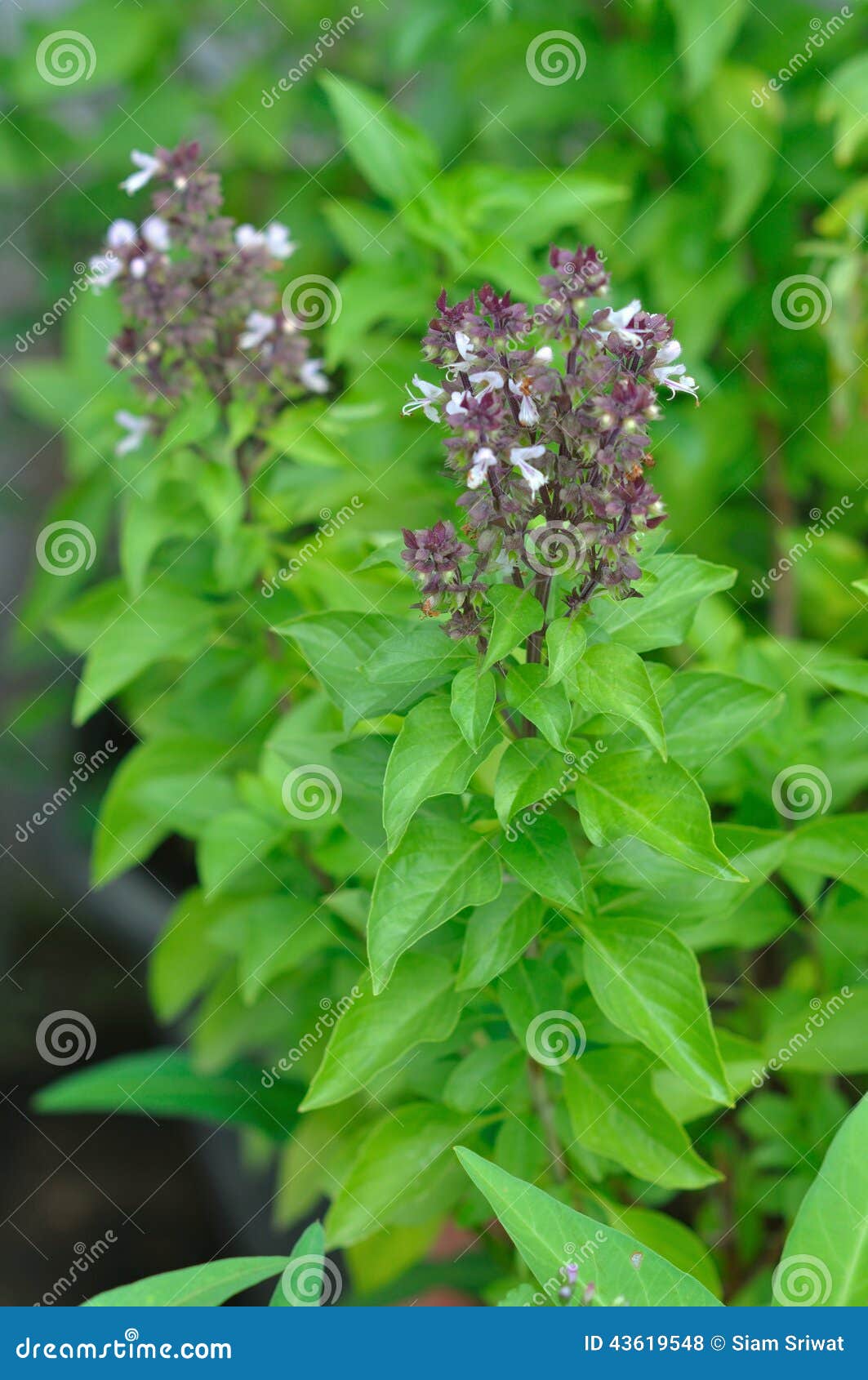 Flower of sweet basil stock photo. Image of nature, bloom - 43619548