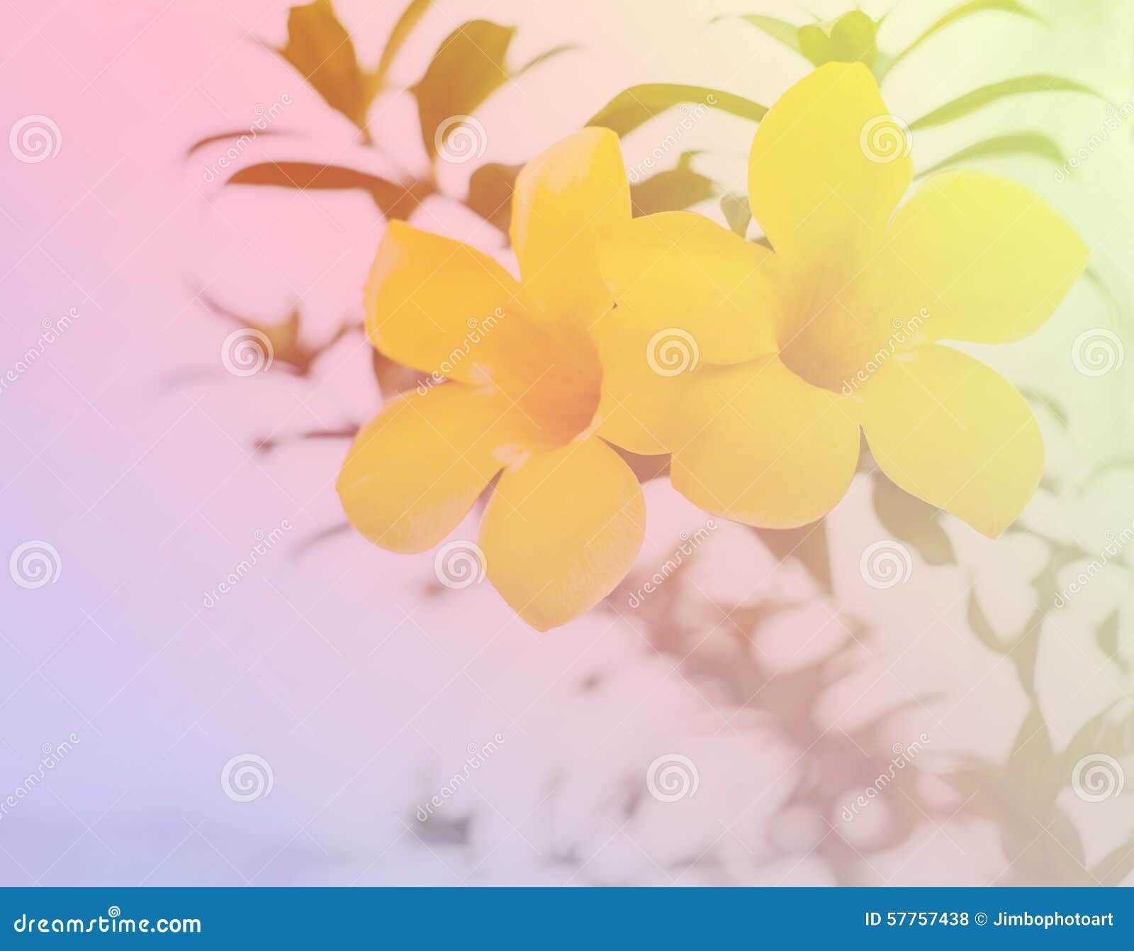 Flower sweet color stock photo. Image of background, colorful - 57757438