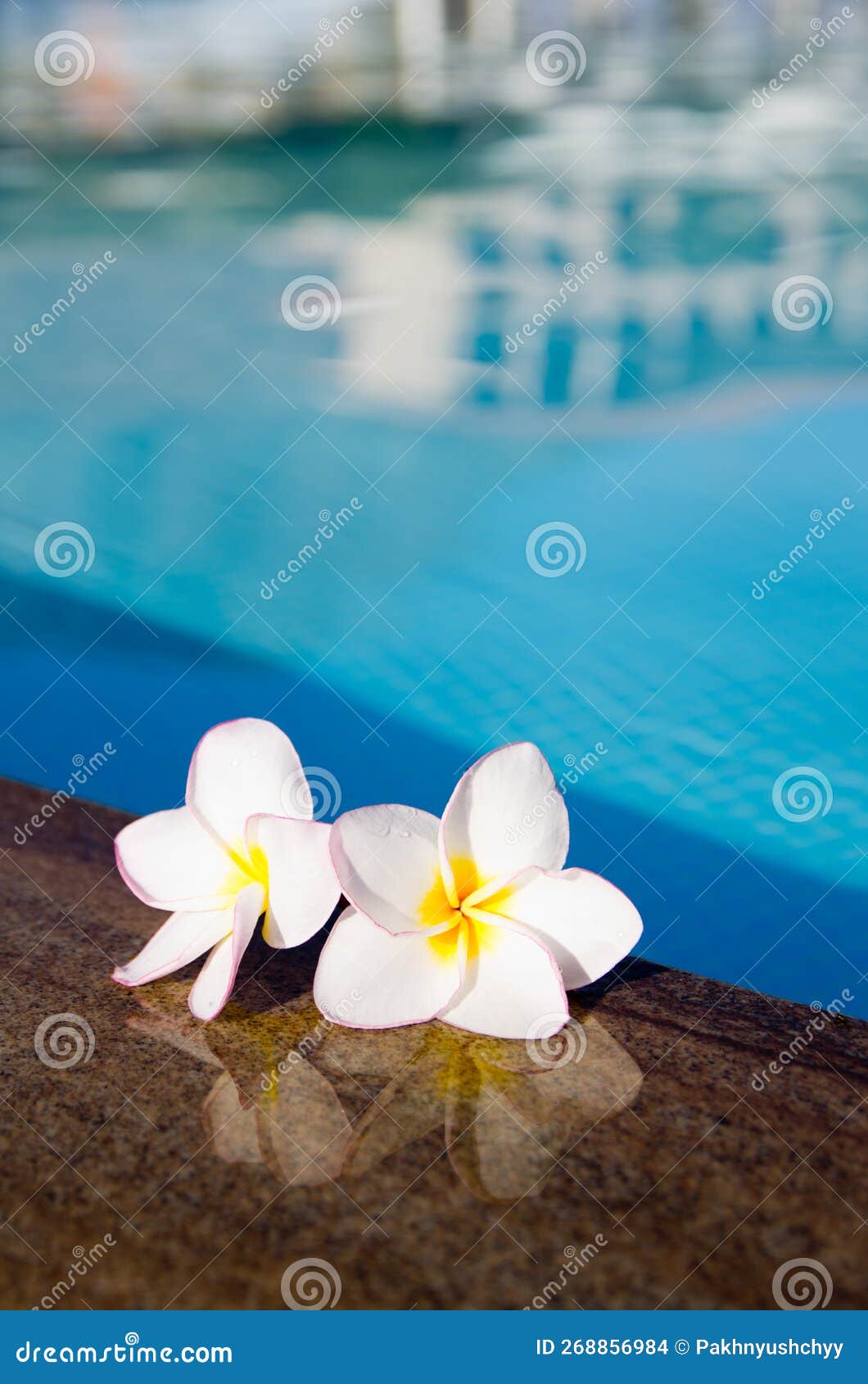 Flower on swimming pool stock photo. Image of natural - 268856984