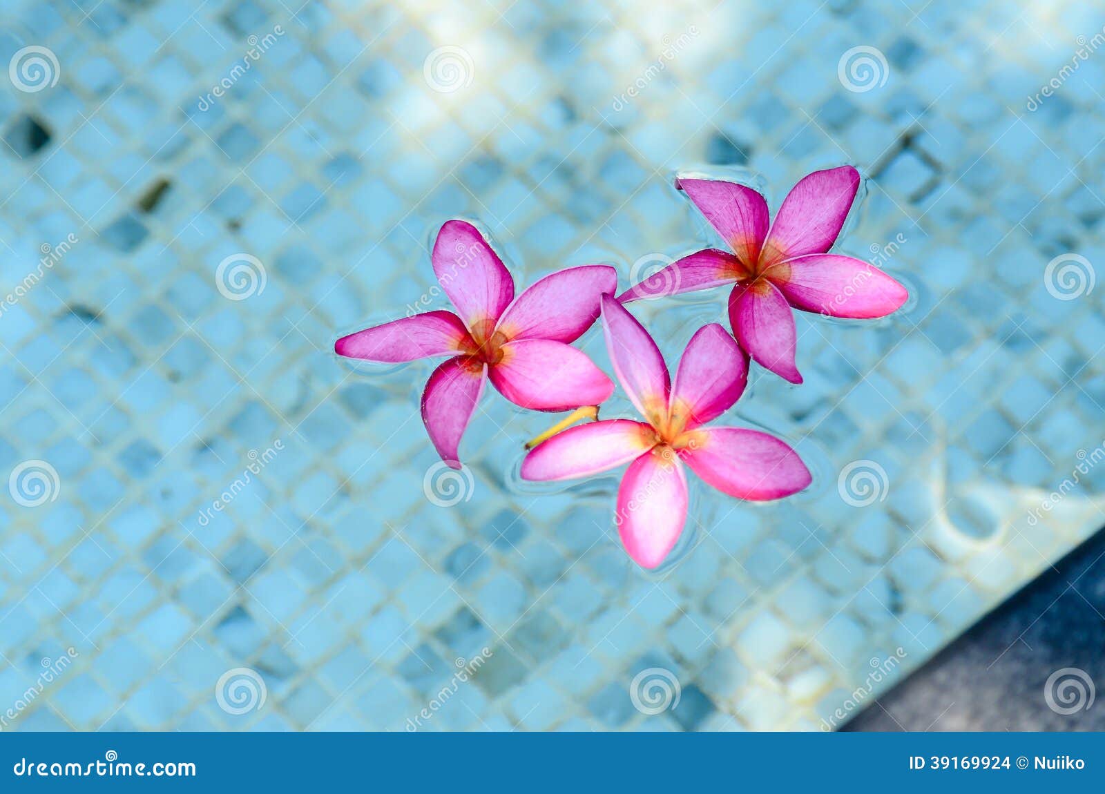 Flower in the Swimming Pool. Stock Photo - Image of blue, flora: 39169924