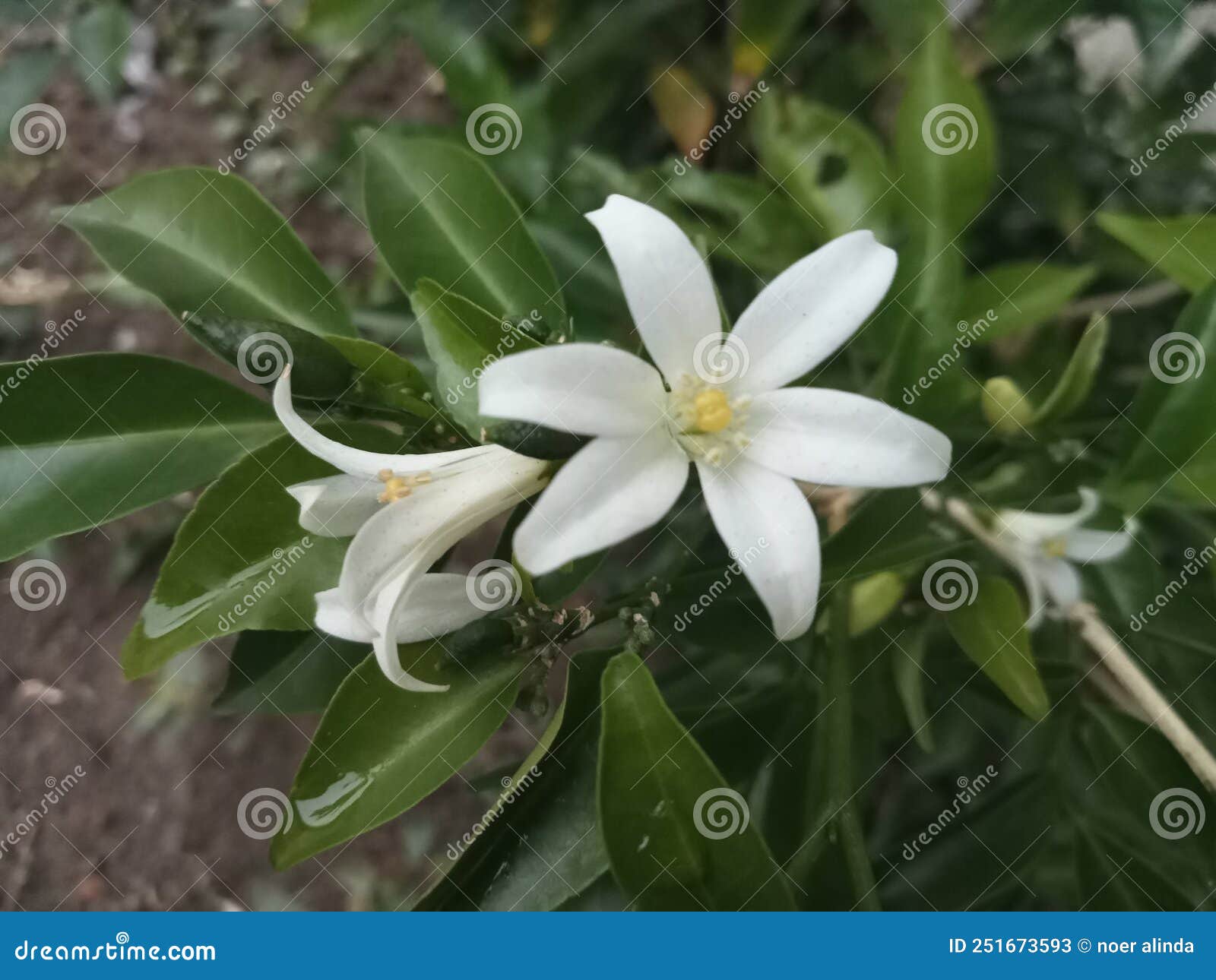 Flower Symbolize Goodness and Purity. Beautiful Flower Stock Image ...