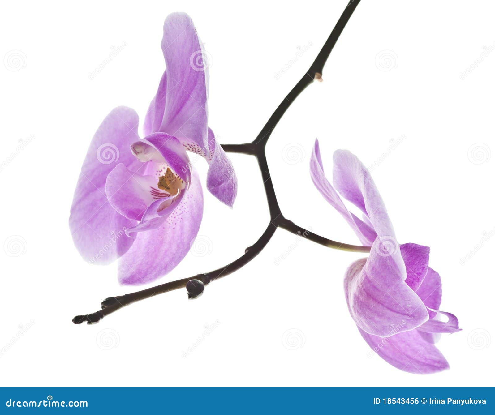 Flower Symmetry of Orchid Phalaenopsis Stock Photo - Image of march ...
