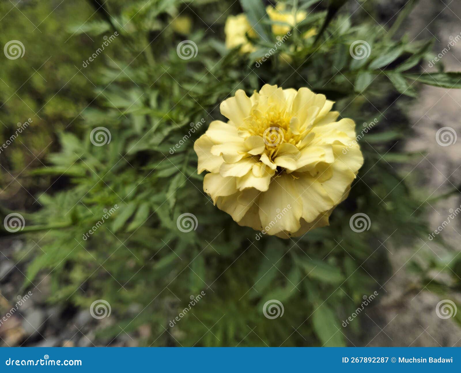 Flower Tagetes erecta stock image. Image of daisy, blossom - 267892287