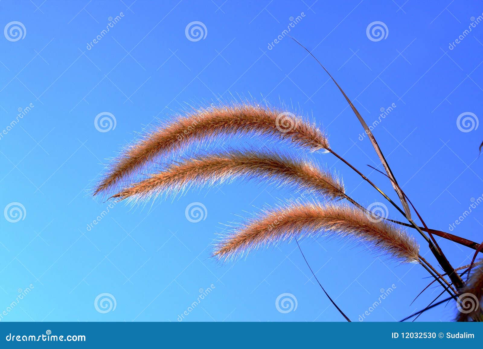 Flower tail stock photo. Image of funny, card, easter - 12032530