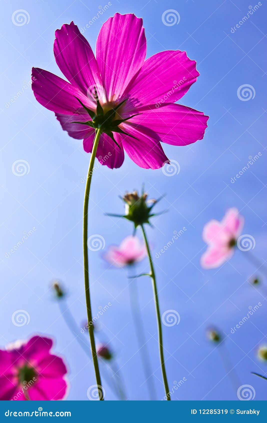 Flower Taken from Low Angle Stock Image - Image of beautiful, pink ...
